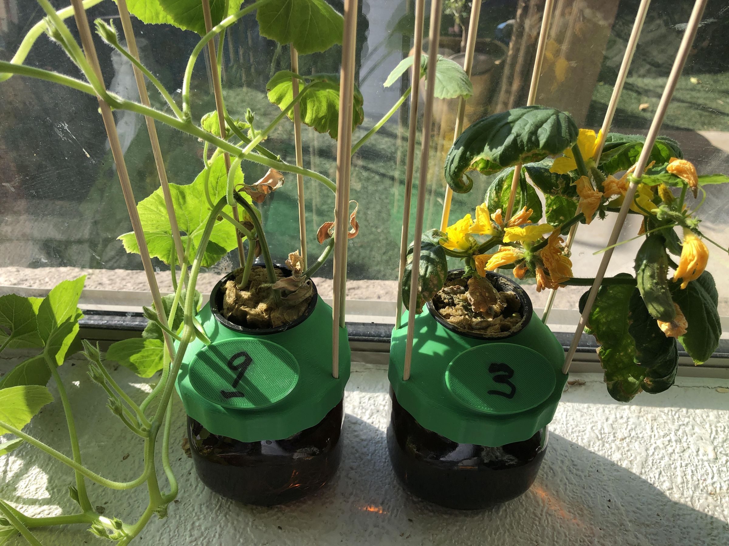 Mini Kratky Jars - Easy Hydroponics : 12 Steps (with Pictures ...