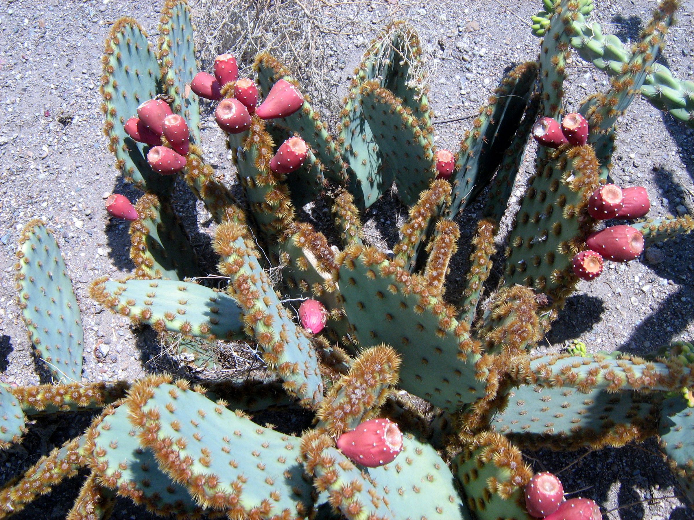 Make Prickly Pear Juice (Nopal, Nopales, Oputina, Tuna) : 7 Steps (with ...