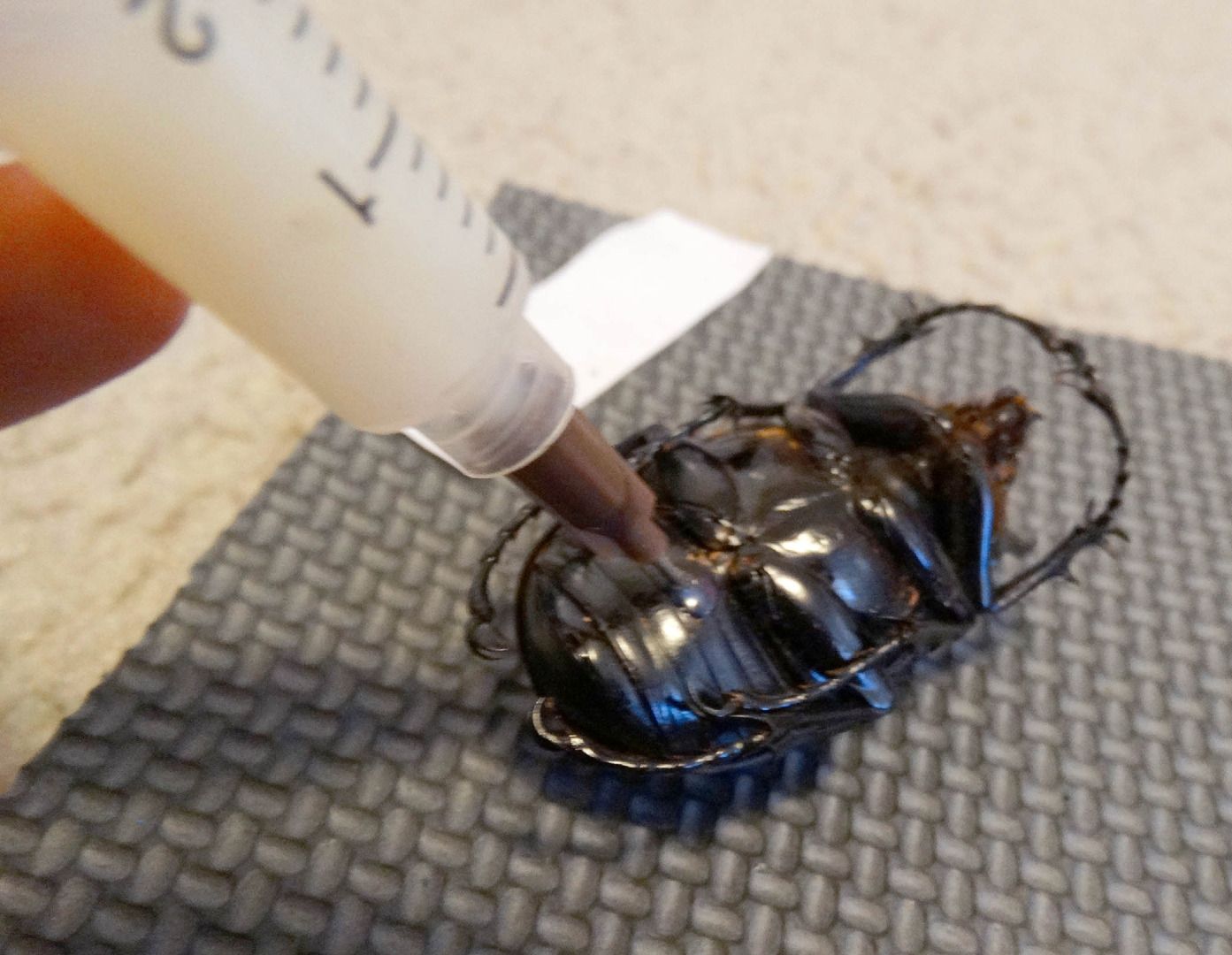 Preparing and Gilding a Real Insect : 10 Steps (with Pictures ...