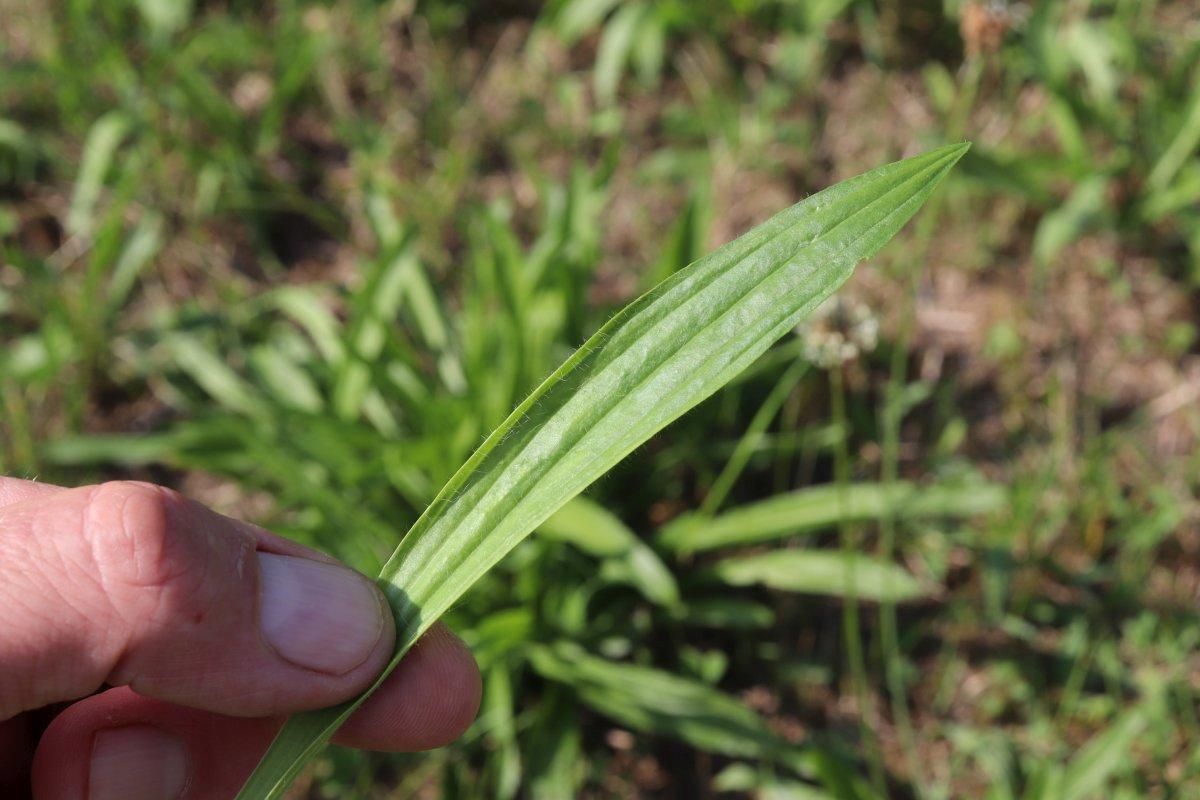Cough Syrup From Ribwort Leaves : 5 Steps (with Pictures) - Instructables