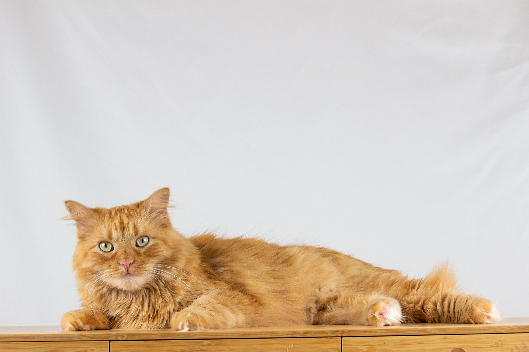 FindMyCat - the Open Source Pet Tracker : 13 Steps (with Pictures) - Instructables