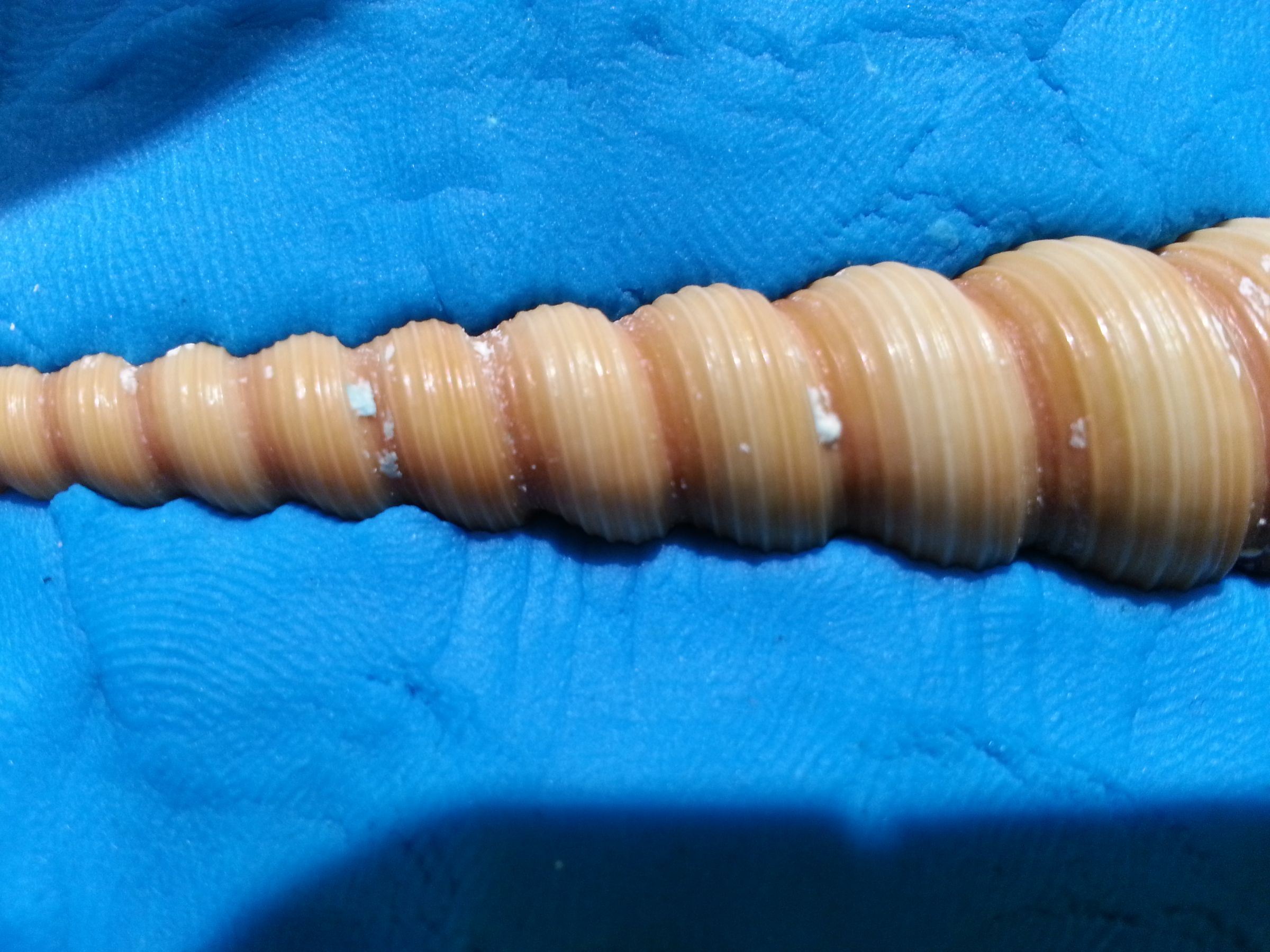 Make a Two Part Reusable Mold Using Plaster : 9 Steps - Instructables