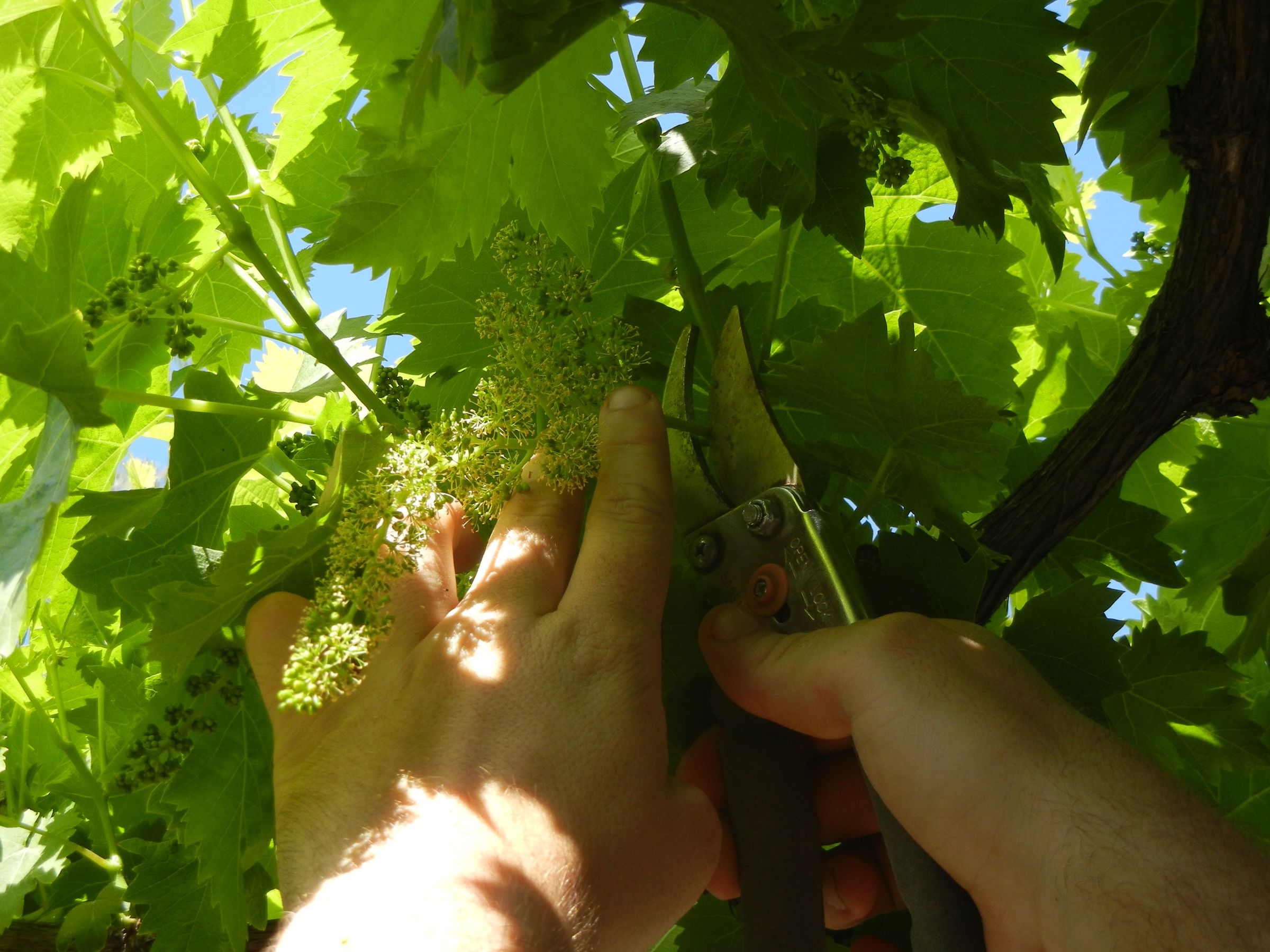 Grapevine Terrace - Instructables