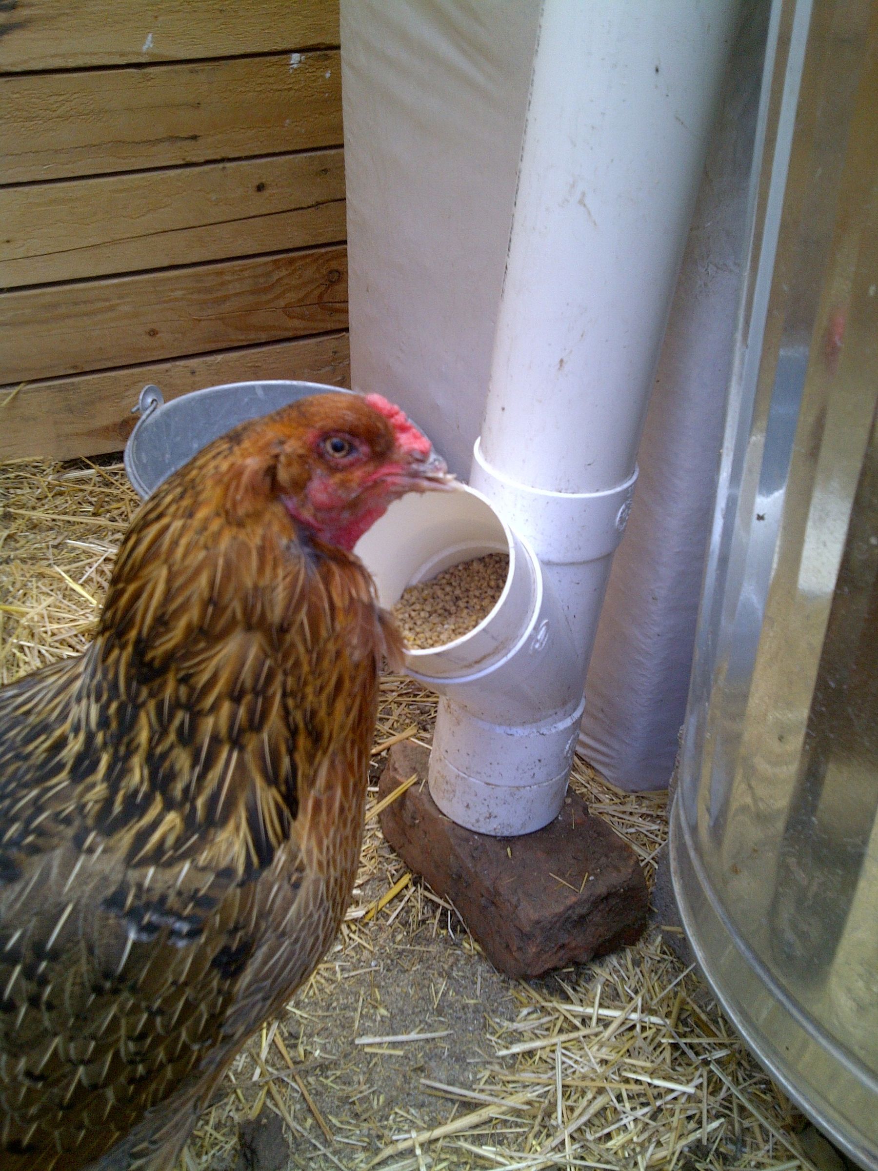 PVC Chicken Feeder : 4 Steps (with Pictures) - Instructables