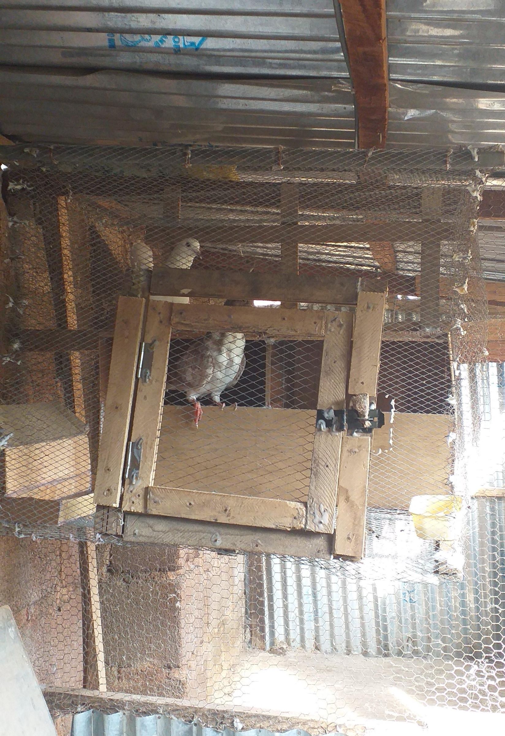 Pigeon House : 8 Steps (with Pictures) - Instructables