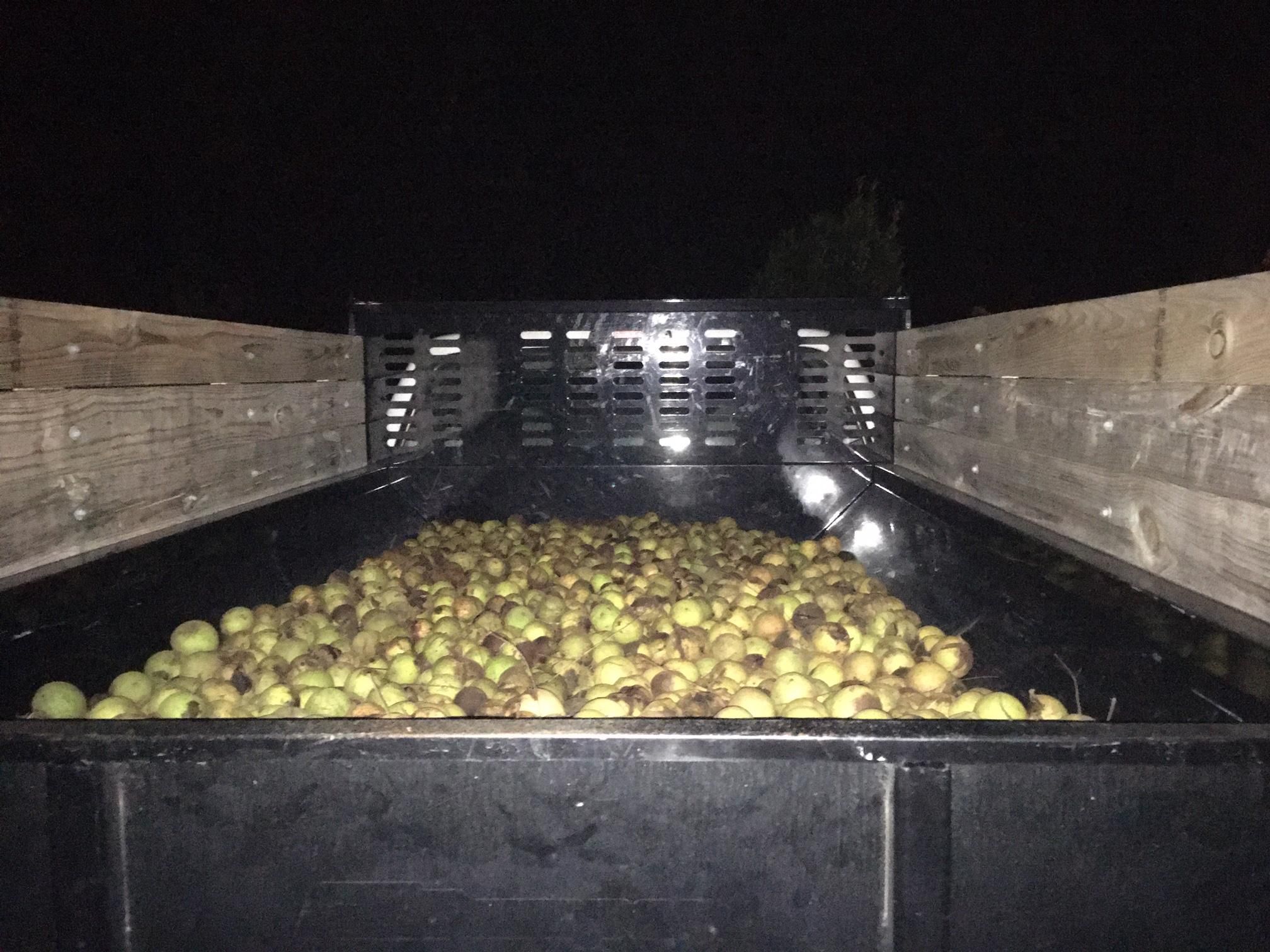 Harvesting and Processing Black Walnuts : 13 Steps - Instructables