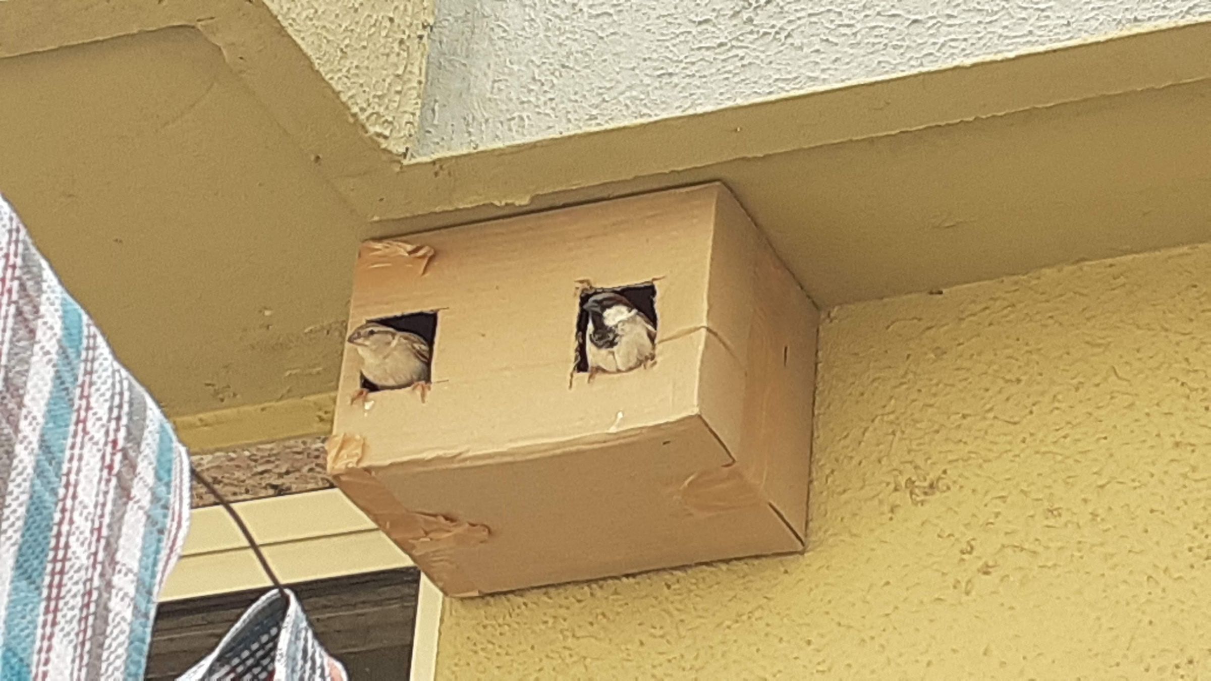 Cardboard Bird Nest 🐤🐤🐤 : 5 Steps (with Pictures) - Instructables