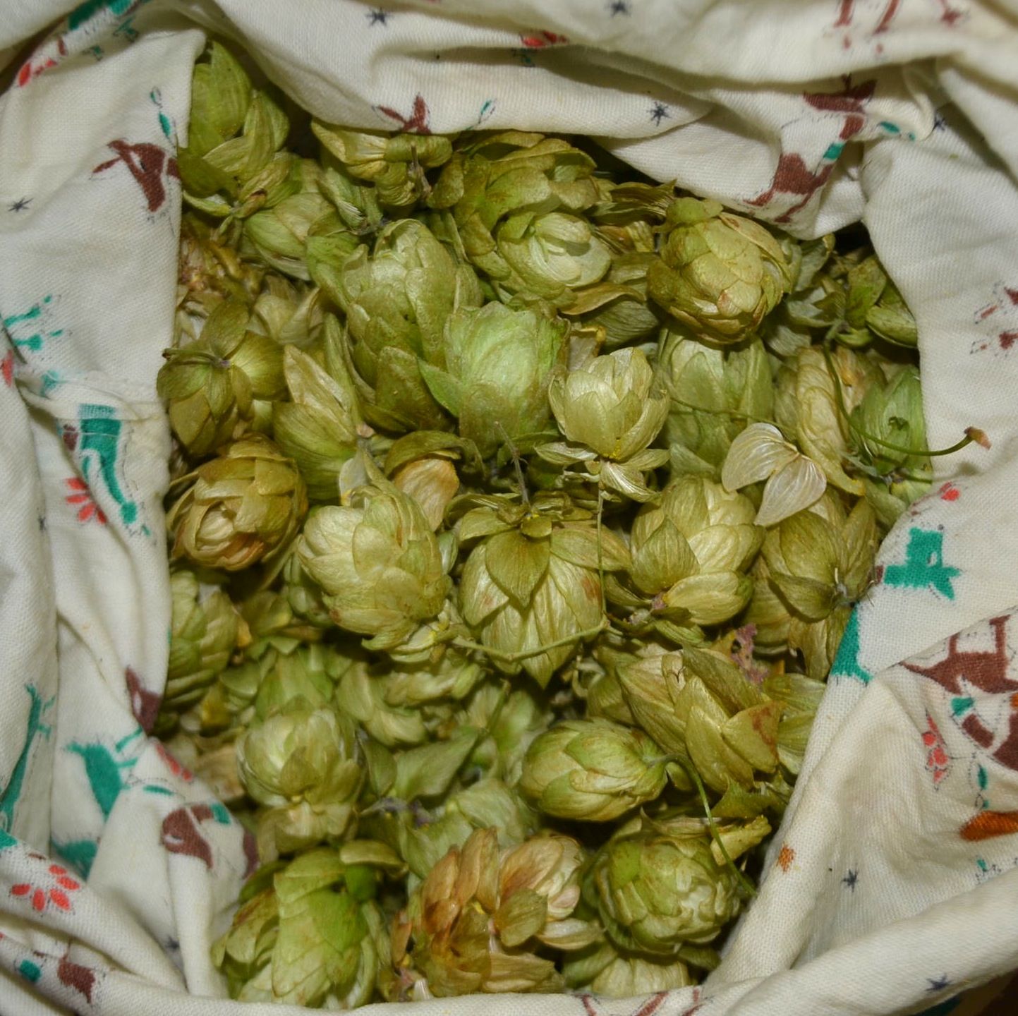 DOUBLE HOP BEER (dry Hopping) : 14 Steps (with Pictures) - Instructables