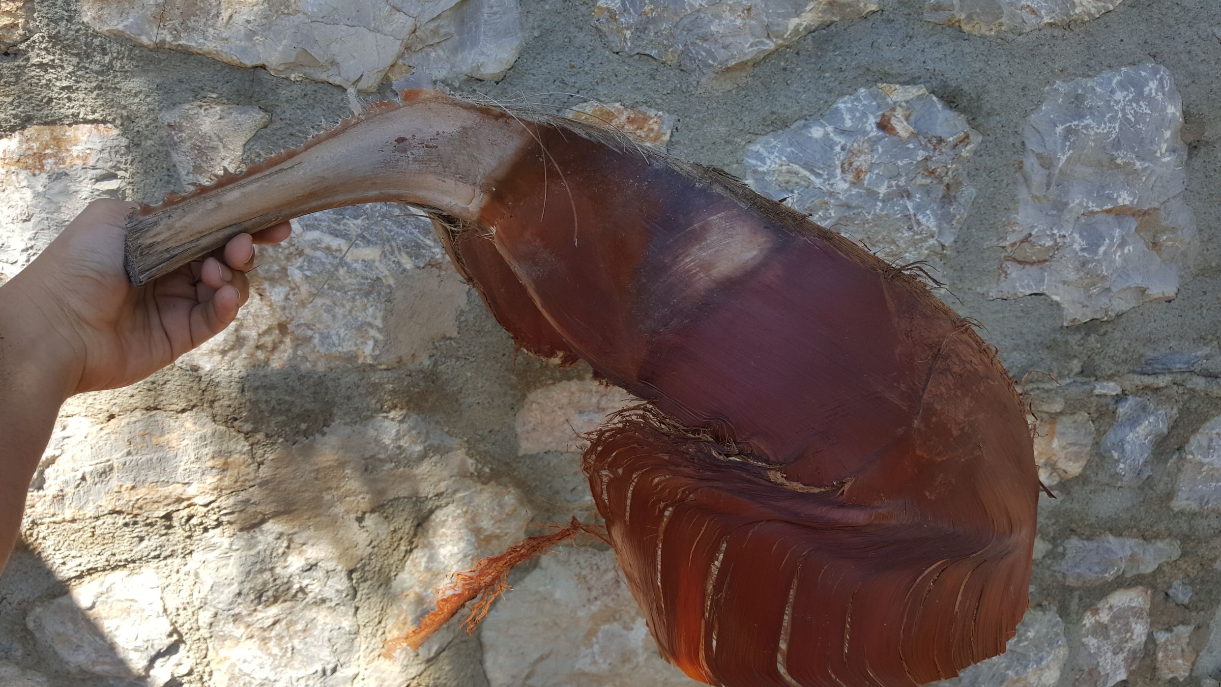 How to Cut Palm Tree's Leaves : 10 Steps (with Pictures) - Instructables