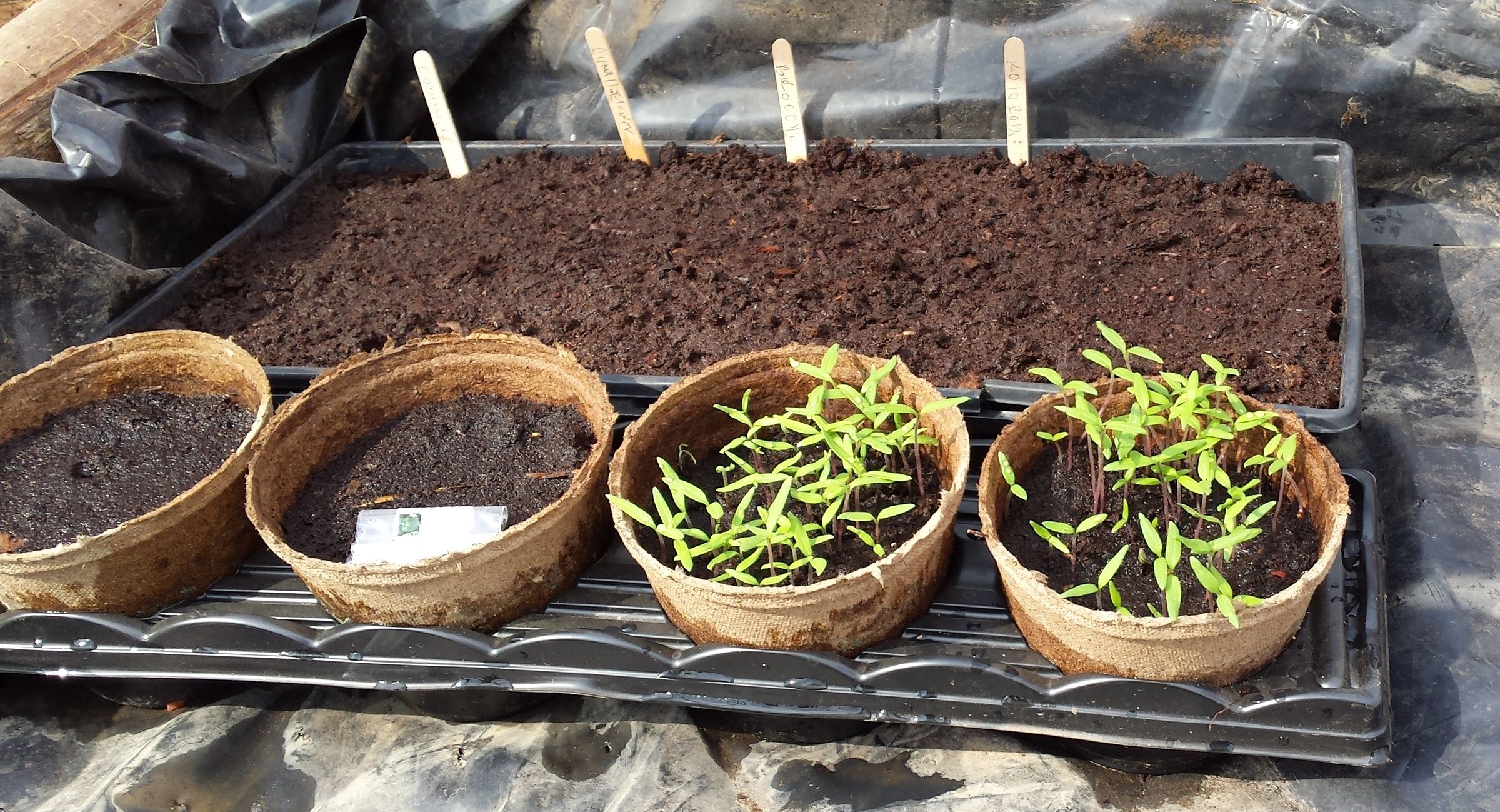 Green Powered Seed Germination Bed : 8 Steps - Instructables