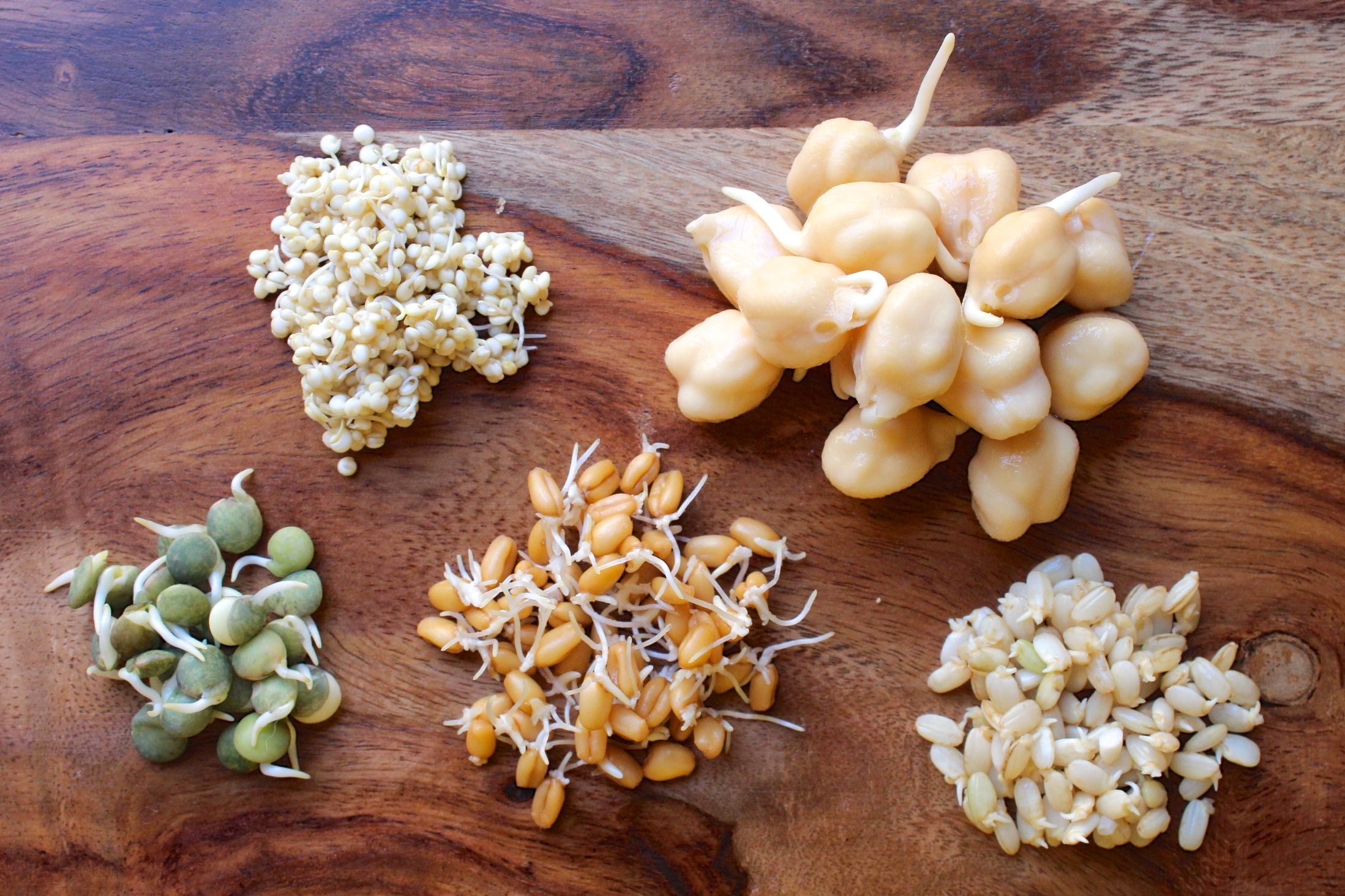 How to Sprout Grains and Beans : 5 Steps (with Pictures) - Instructables