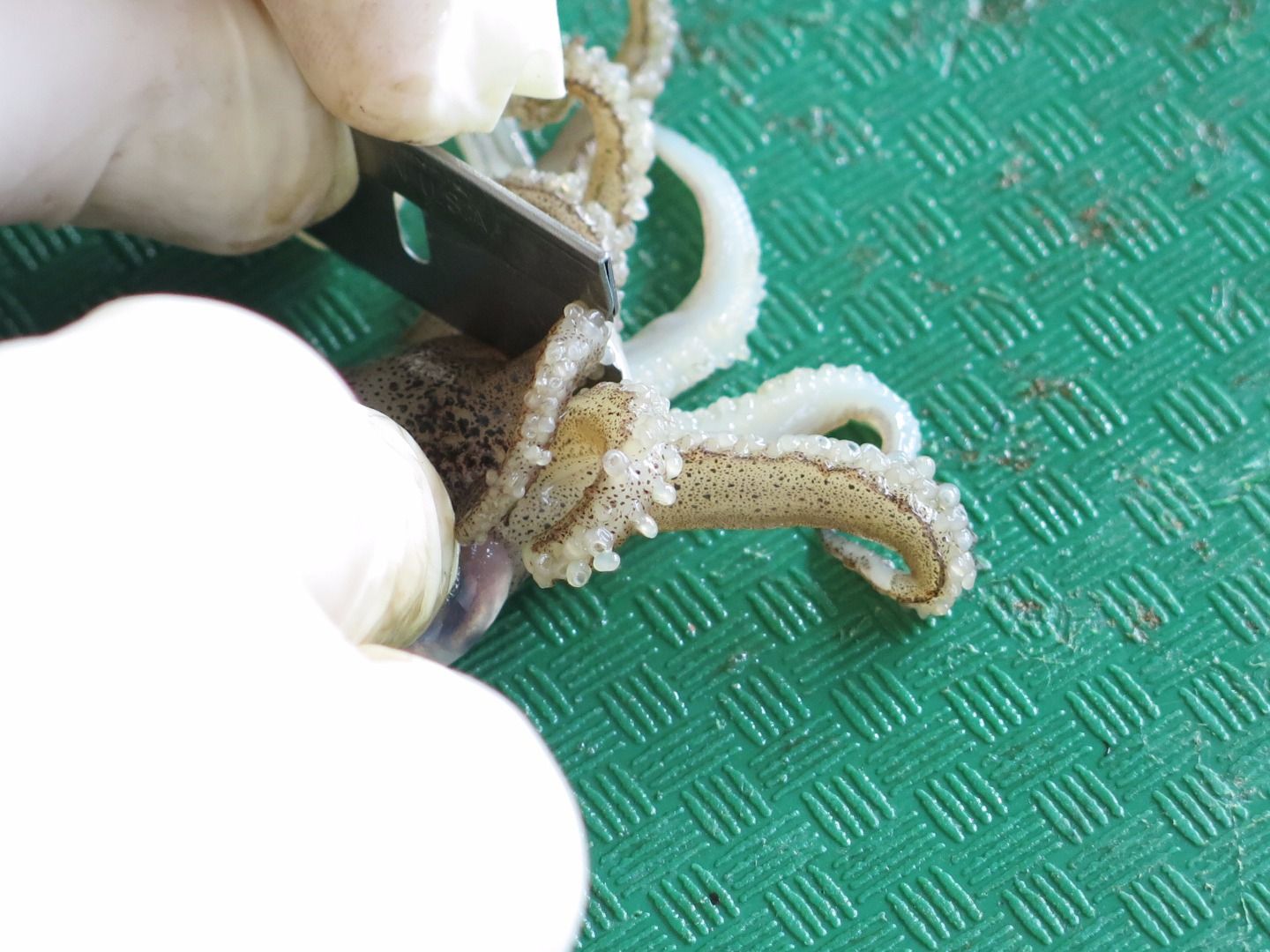 Squid Dissection : 11 Steps (with Pictures) - Instructables