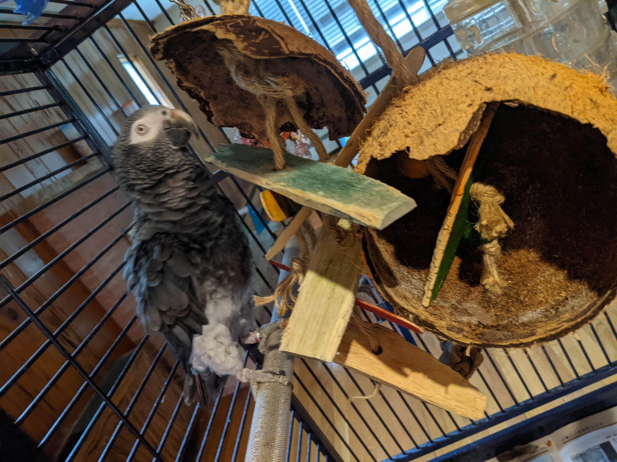 Coconut Bird Toy : 5 Steps - Instructables