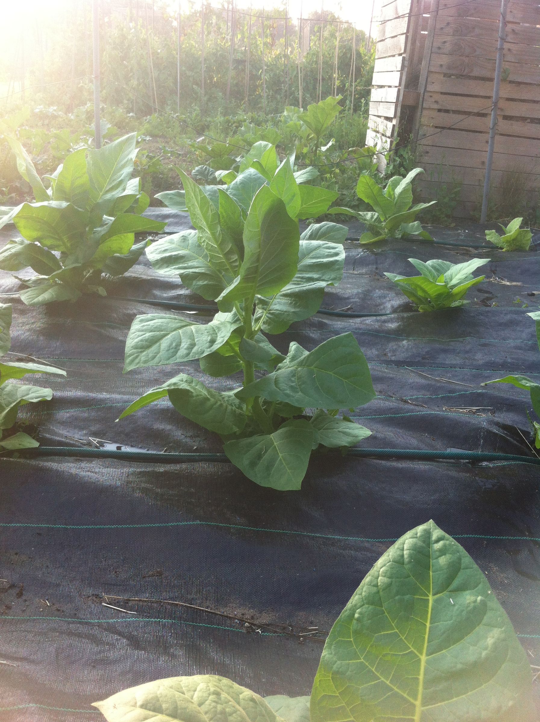 Growing Tobacco : 6 Steps (with Pictures) - Instructables