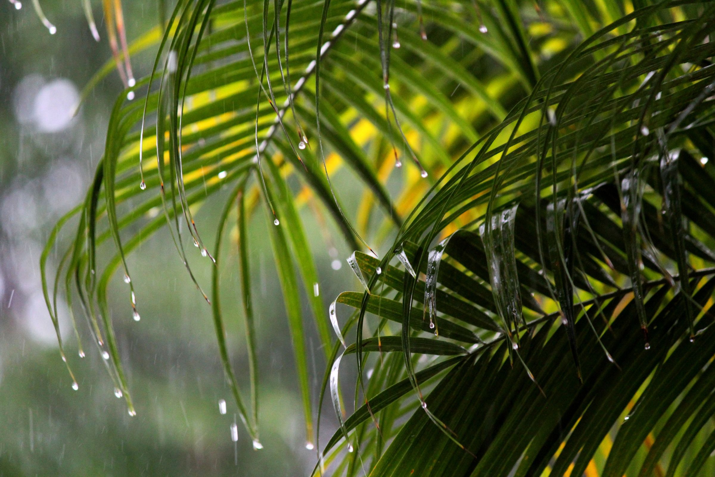 Photos for a Rainy Day: Inclement Weather Photography : 6 Steps (with ...