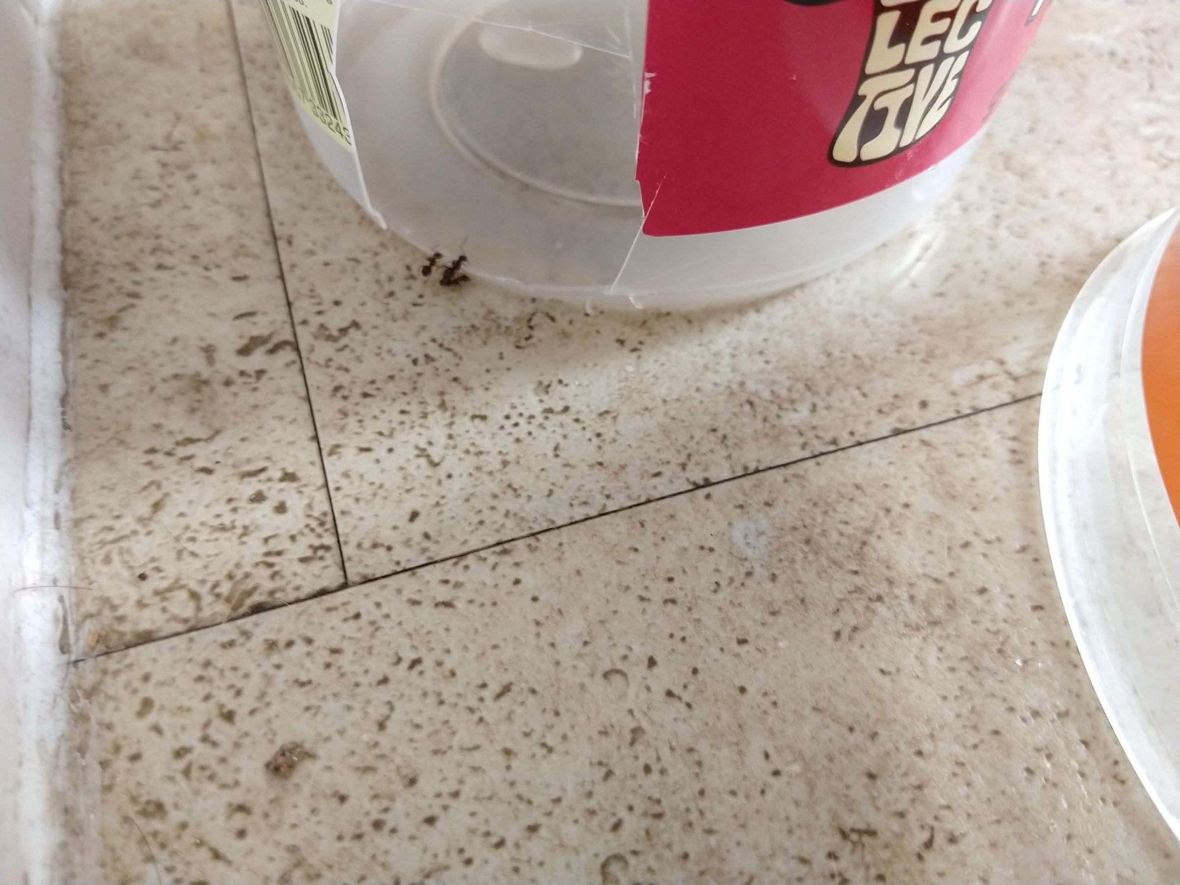 Fix That Ant Problem : 7 Steps (with Pictures) - Instructables