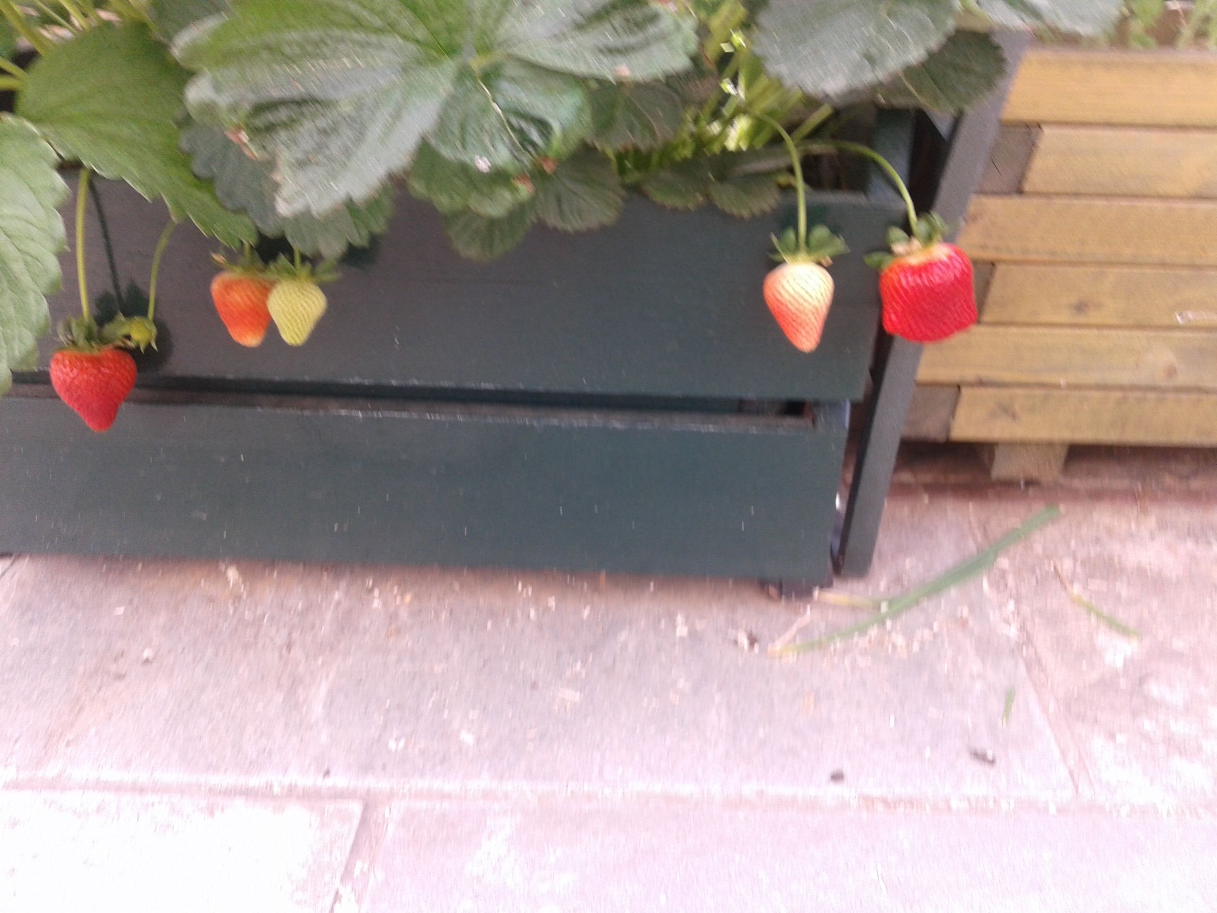 Strawberry Shelves - Instructables