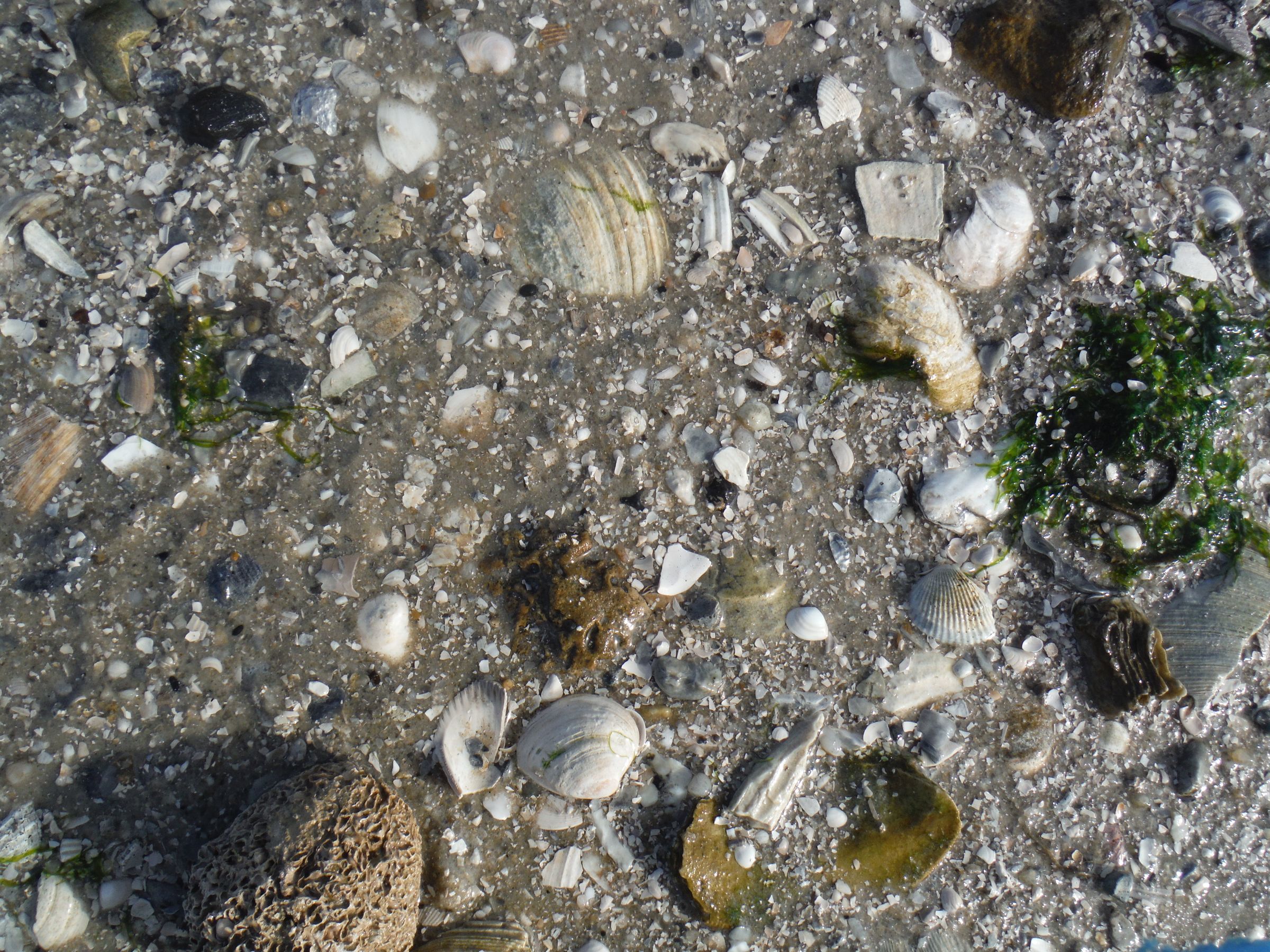 How to Find Shark Teeth : 10 Steps (with Pictures) - Instructables