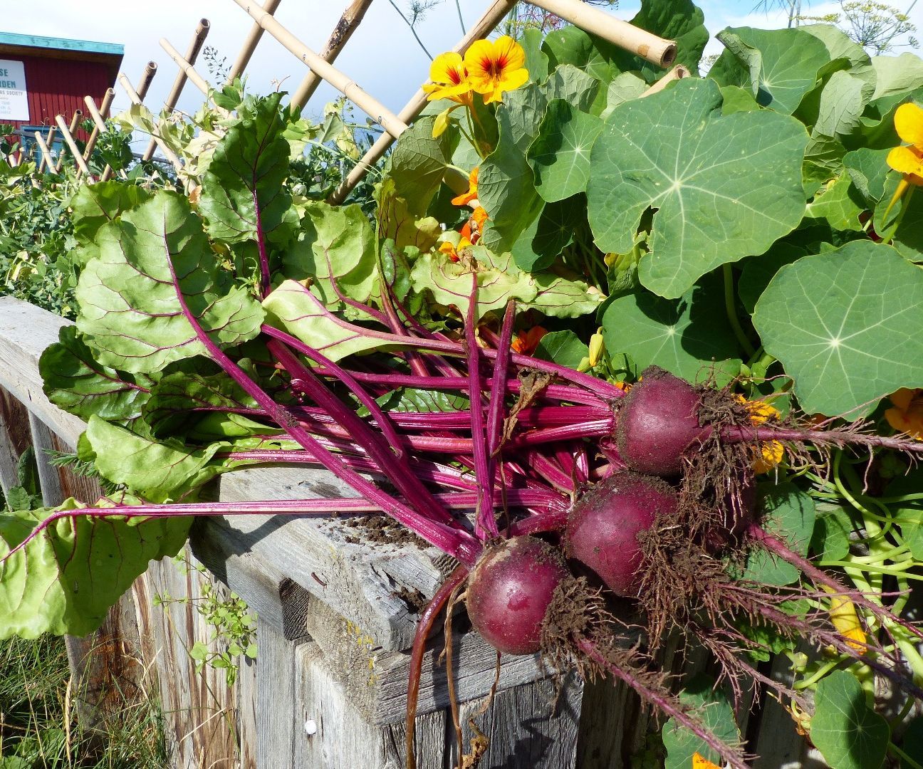 How to Use All of a BEET : 6 Steps (with Pictures) - Instructables
