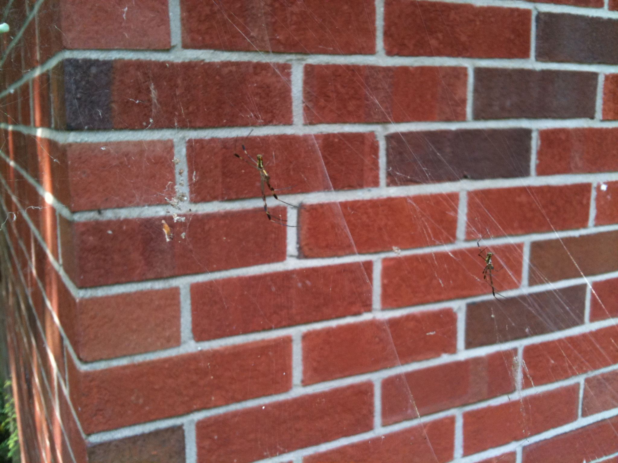 How to Make Spider Silk Thread : 8 Steps (with Pictures) - Instructables