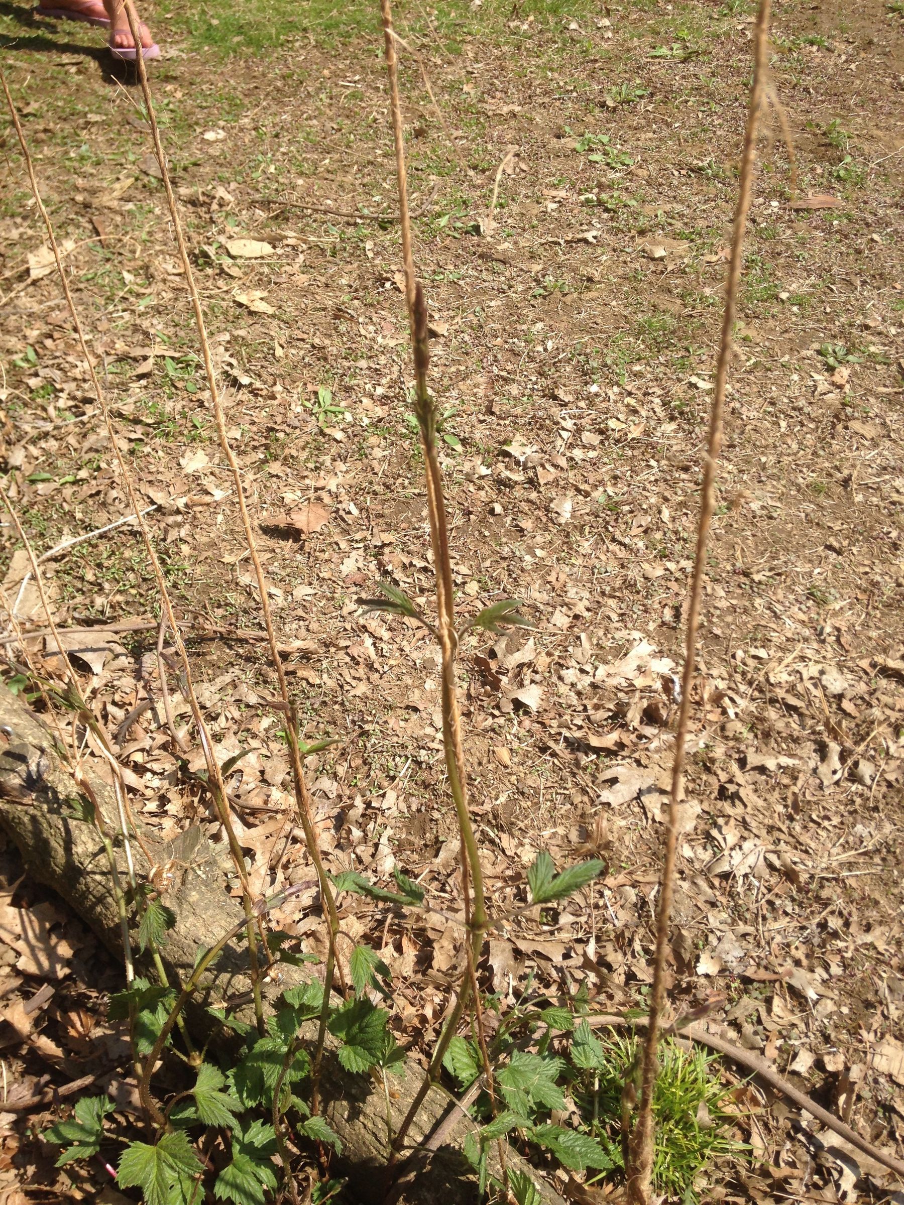 Growing Hops at Home : 9 Steps (with Pictures) - Instructables