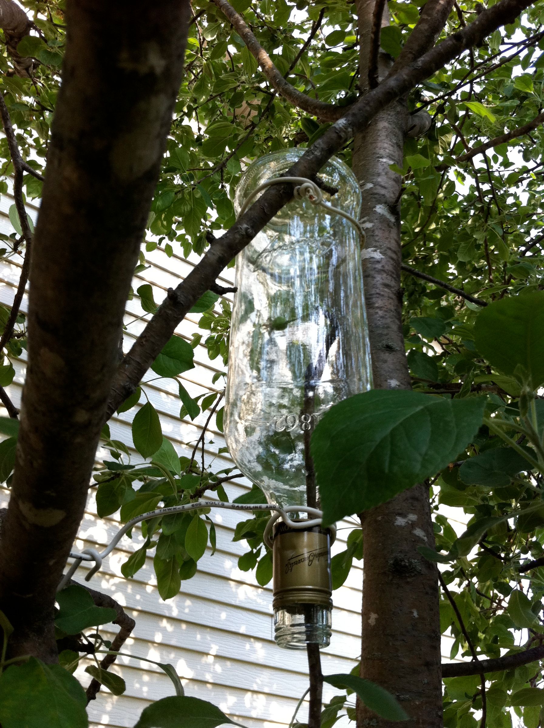 How to Grow an Apple in a Bottle : 15 Steps (with Pictures) - Instructables