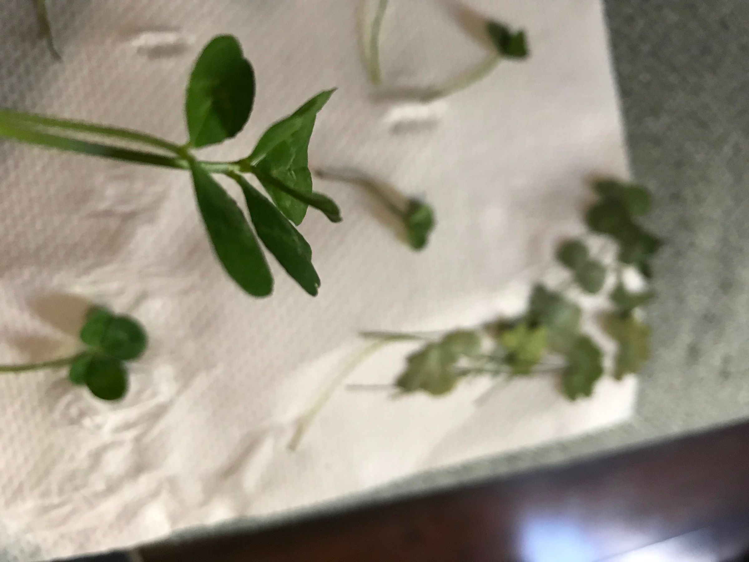 How to Find a 4 Leaf Clover in 5 Minutes! : 9 Steps - Instructables