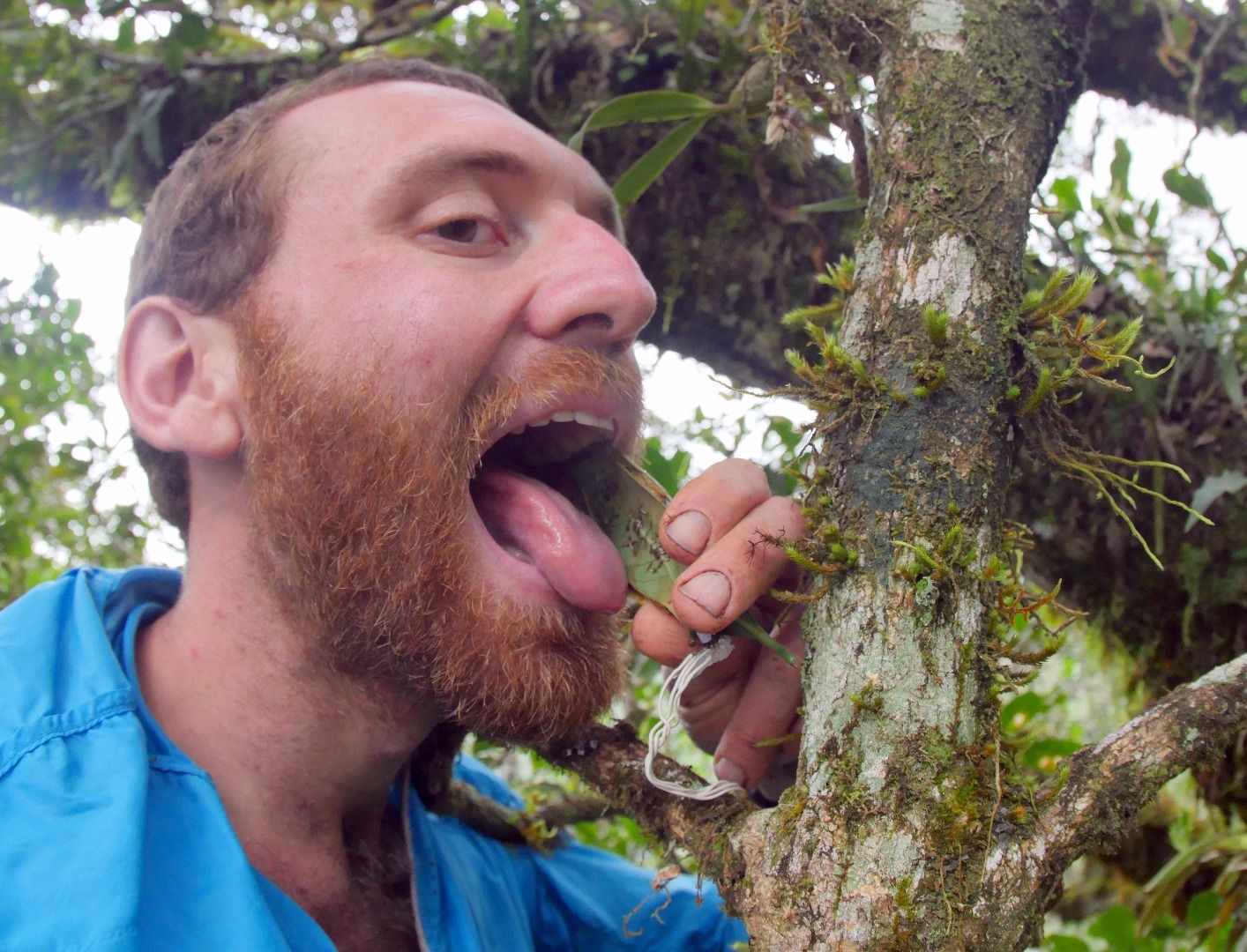 Fiber-Optic Jungle Insect Traffic Taster : 17 Steps (with Pictures ...