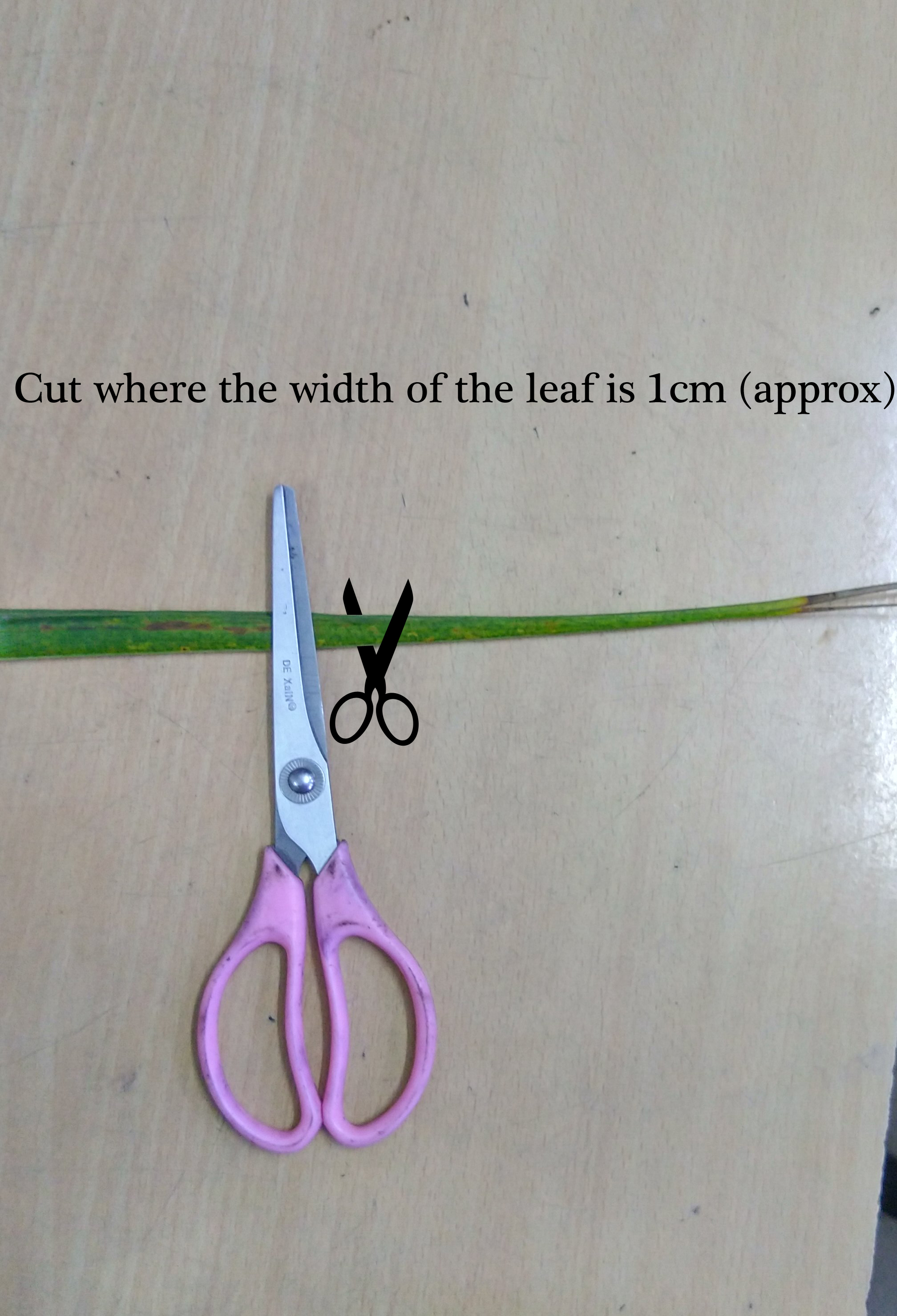 Coconut Leaf Whistle Instrument : 6 Steps - Instructables