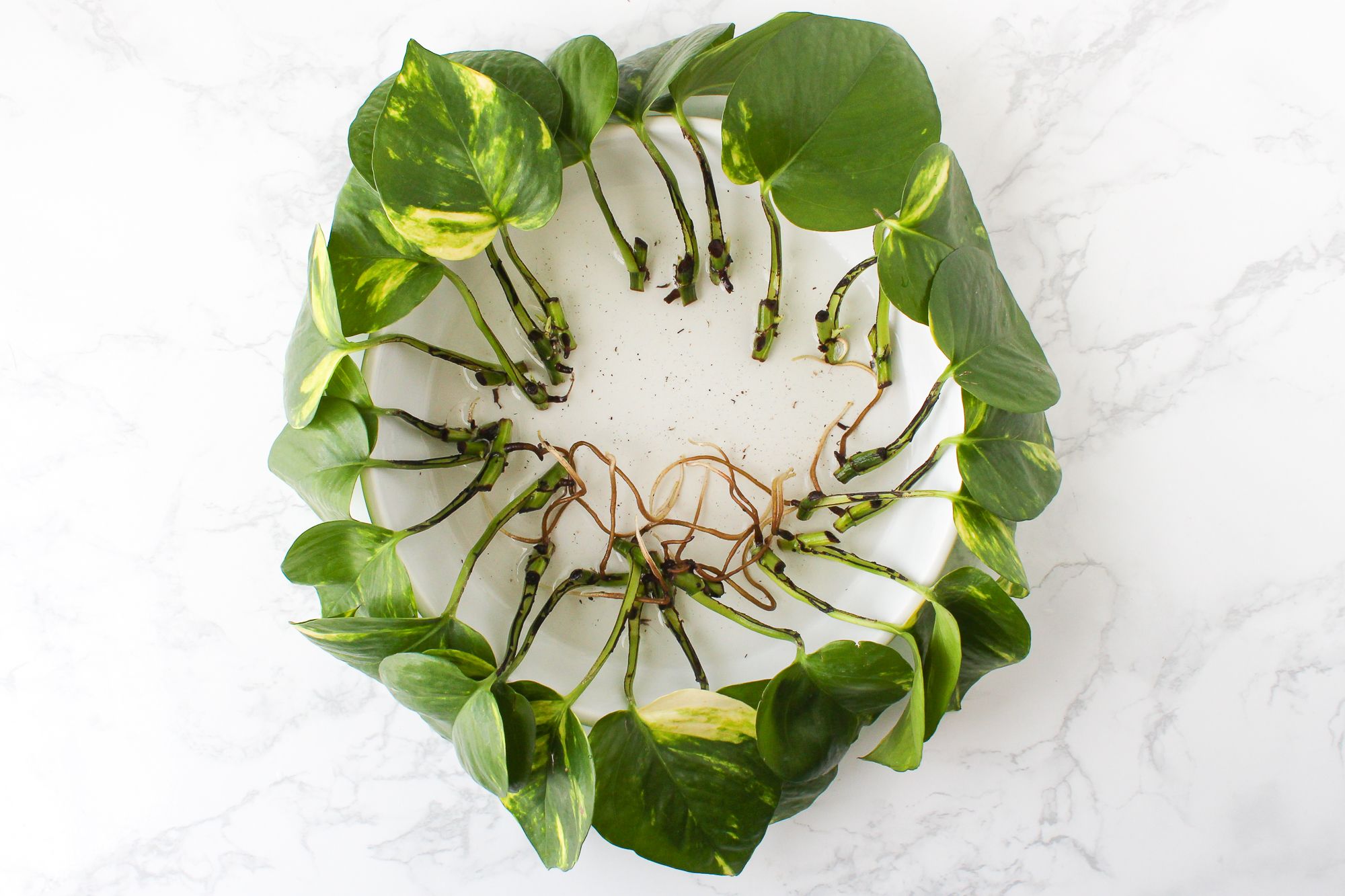 How to Propagate a Pothos Plant : 6 Steps (with Pictures) - Instructables