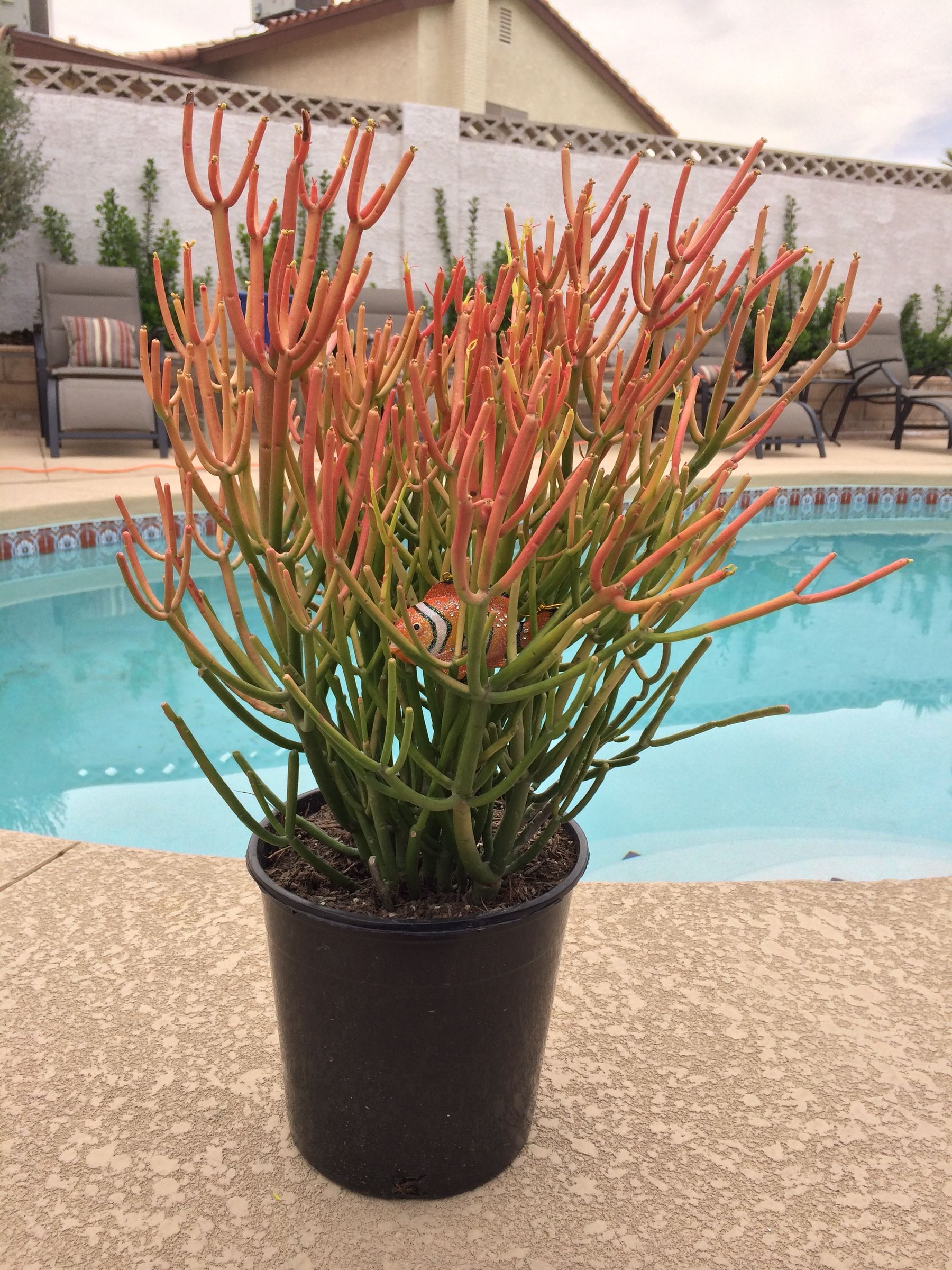 Coral Reef Planter - Instructables