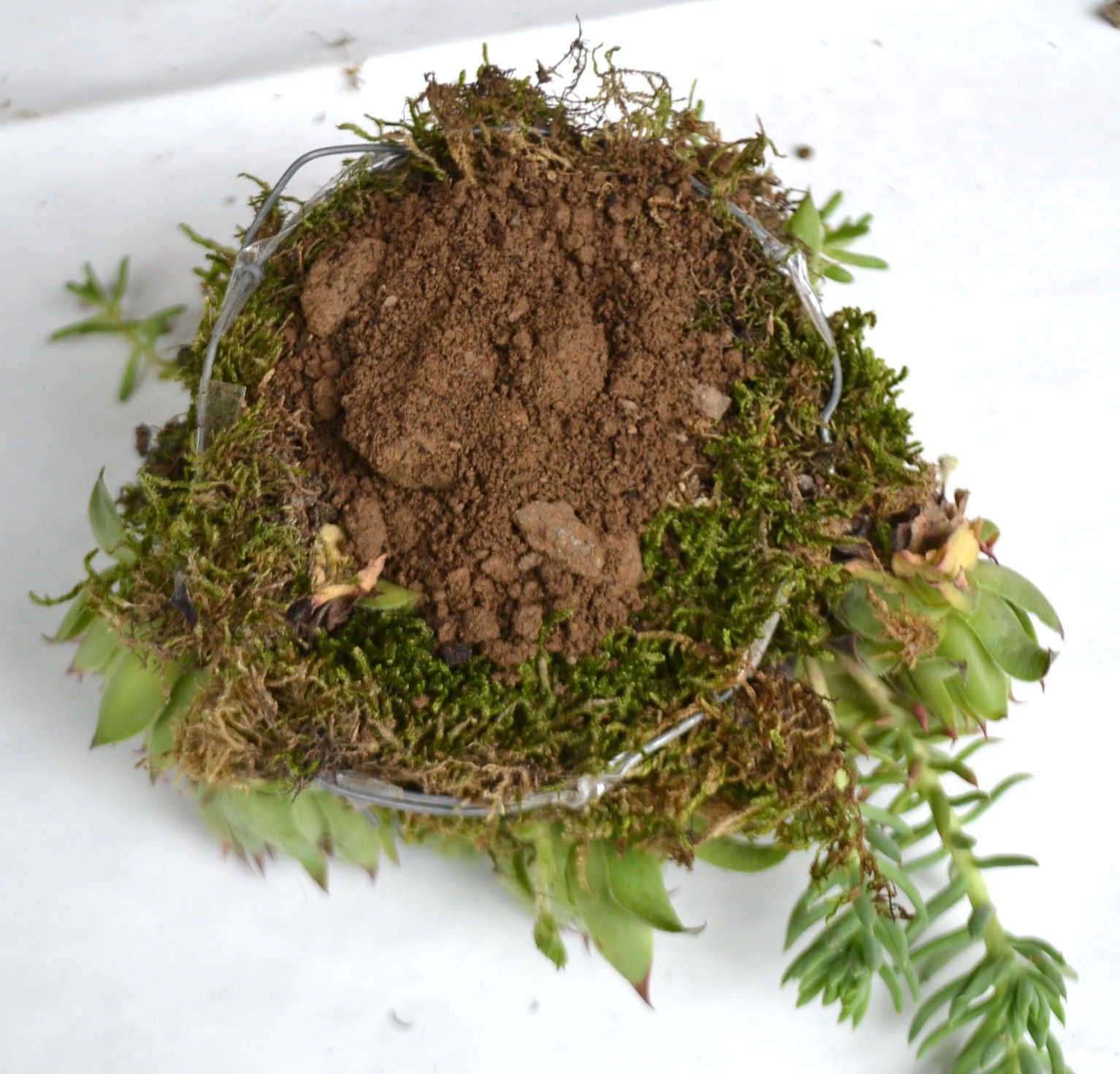 SUCCULENTS BALL : 8 Steps (with Pictures) - Instructables