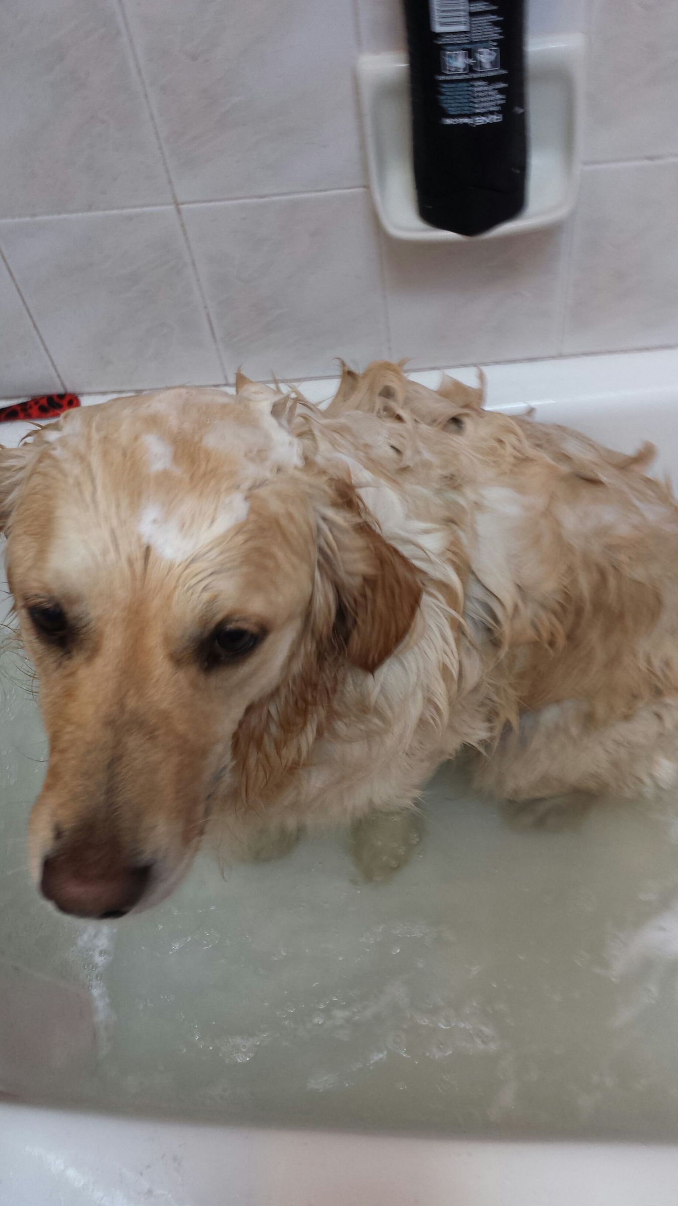 How to Wash Your Dog : 7 Steps (with Pictures) - Instructables