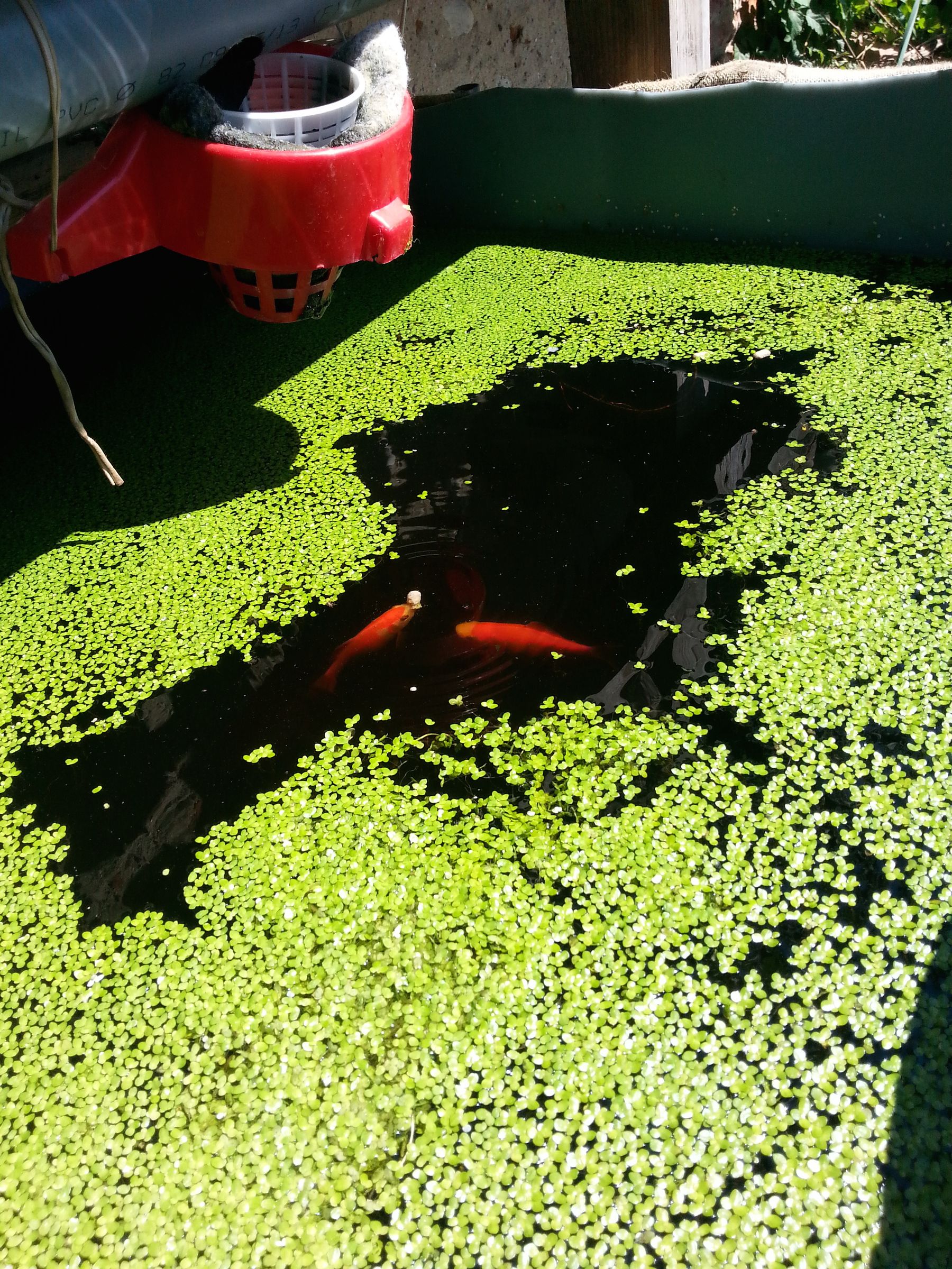 Nook Garden - Self Watering System (+ April Update) : 8 Steps (with ...