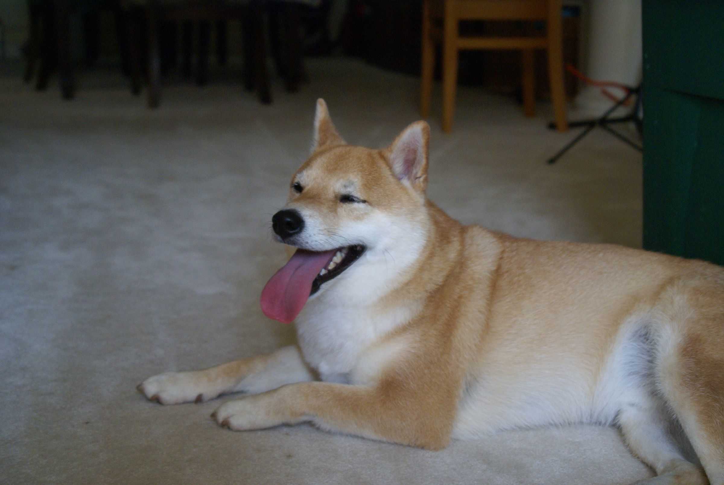 Dog Cheesecake Recipe : 9 Steps (with Pictures) - Instructables