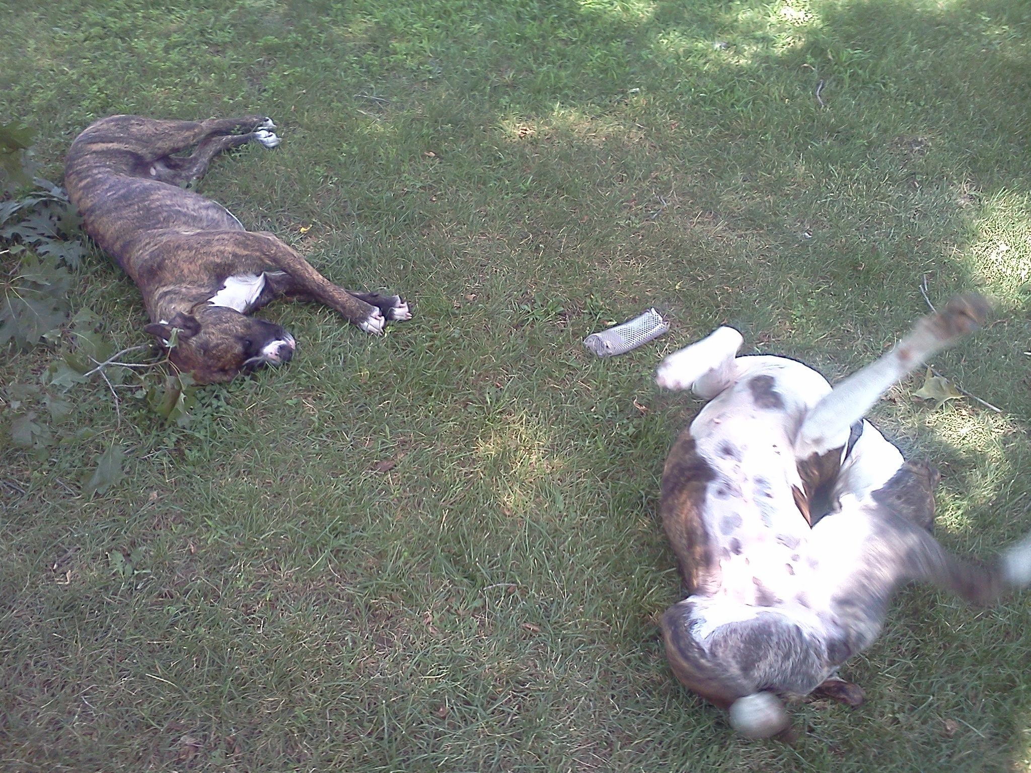 Diy Non- Pressurized Sand Filter for Backyard Pools : 4 Steps (with ...