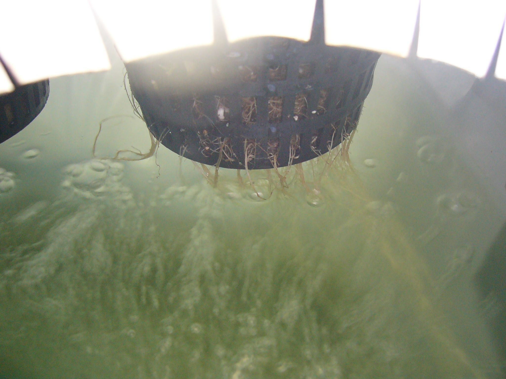 Solutions to Hydroponic Problems (Lack of Root-Plant Support) : 5 Steps ...