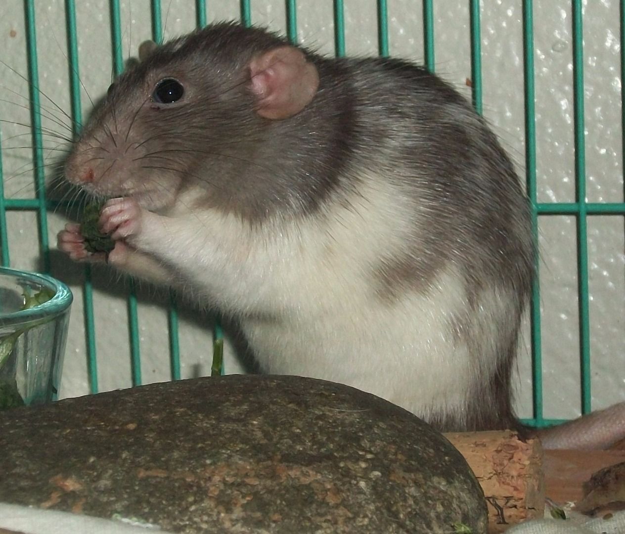 How to Catch and Escaped Pet Rat : 6 Steps - Instructables