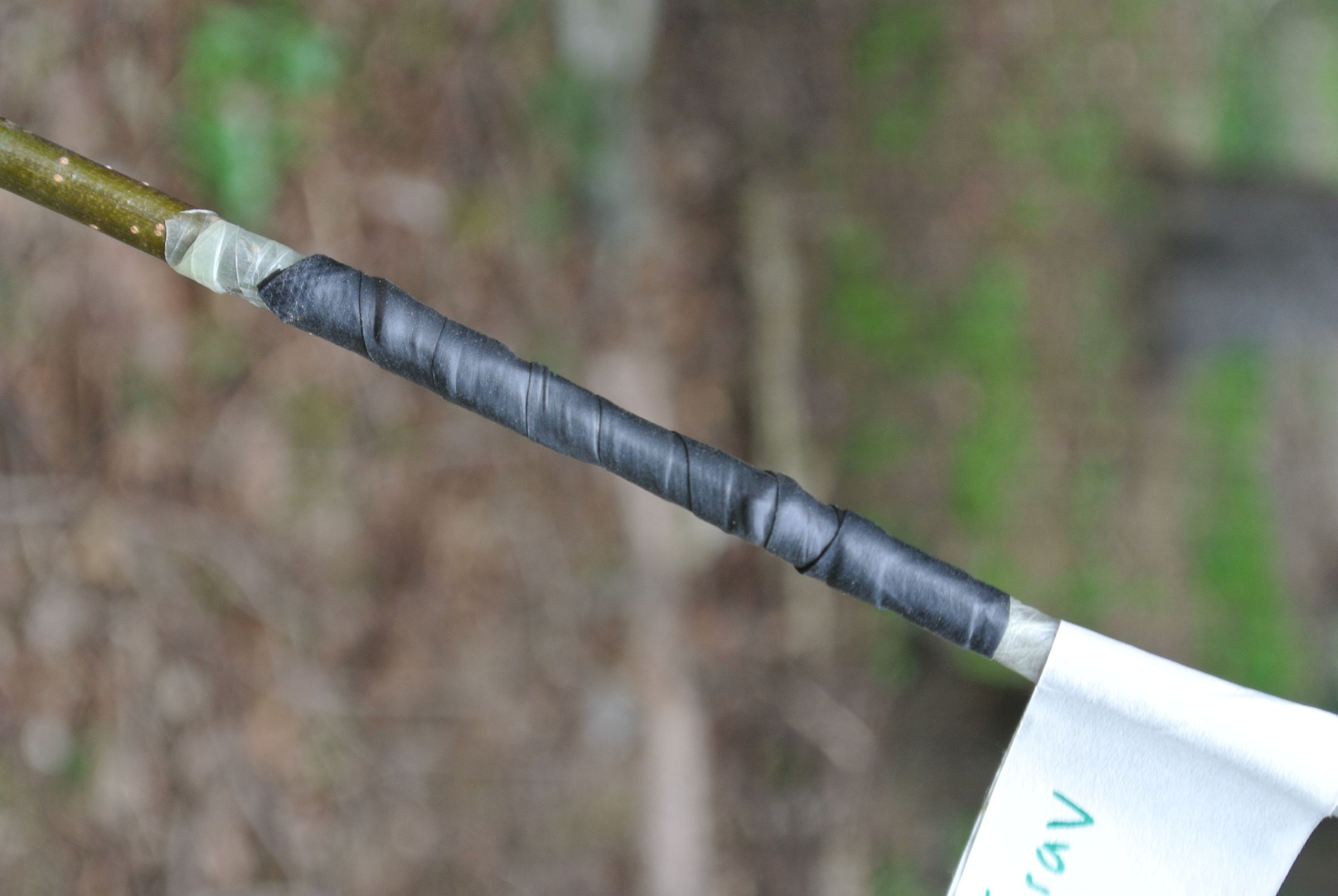 Grafting a Multi-variety Apple Tree. : 10 Steps (with Pictures ...