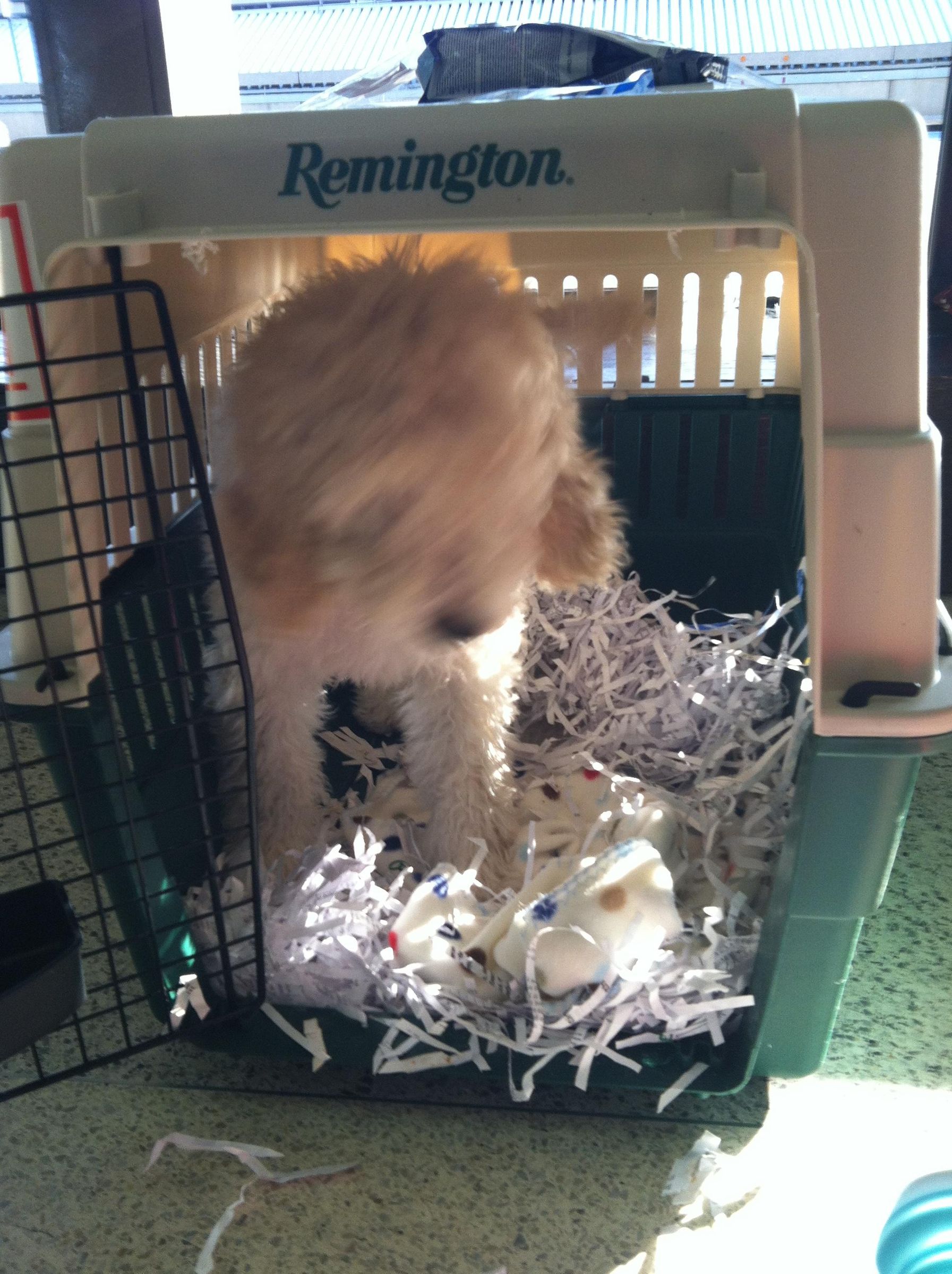 Dog Memory Quilt : 8 Steps (with Pictures) - Instructables