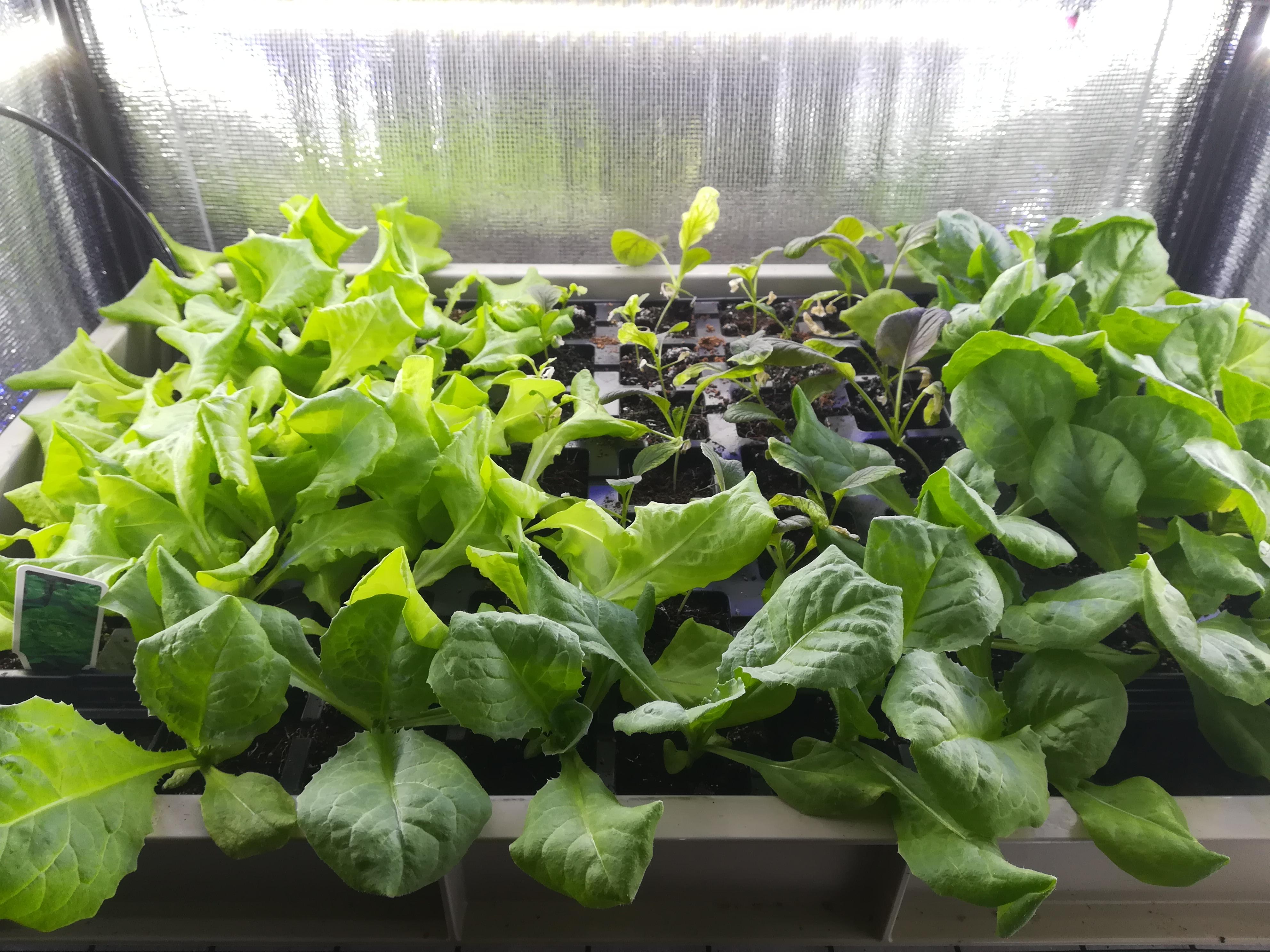 Automated IoT Propagator : 4 Steps - Instructables