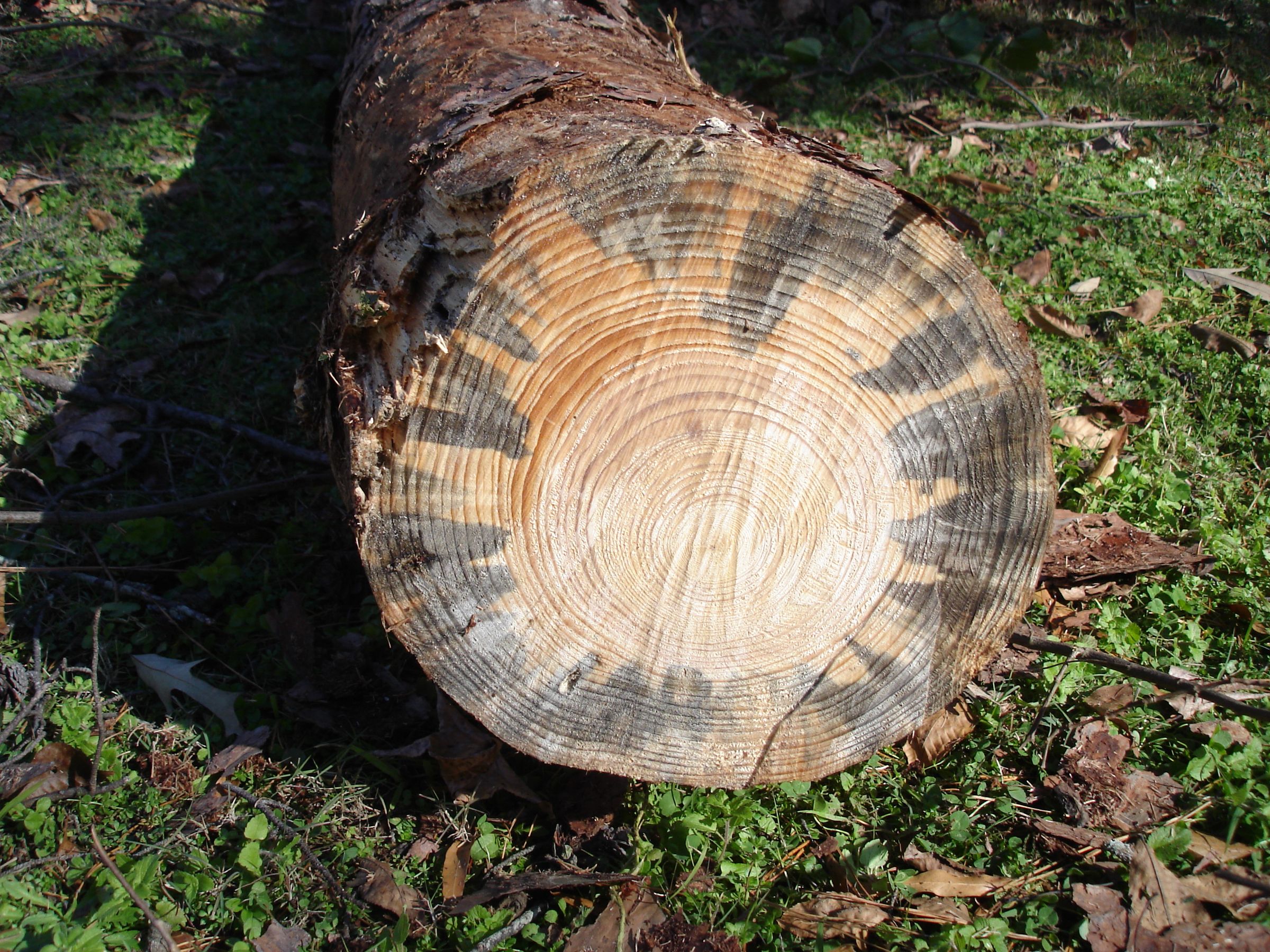 Build Your Own Djembe (and End Table) : 8 Steps (with Pictures ...