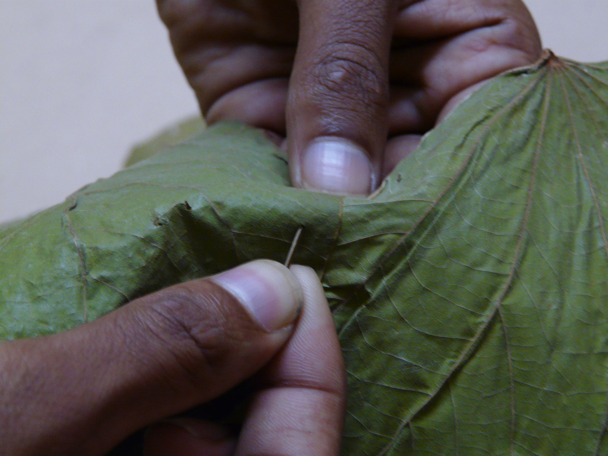 Pattal - Leaf Plate (Made of Banyan & Sal Leaf ) : 10 Steps - Instructables