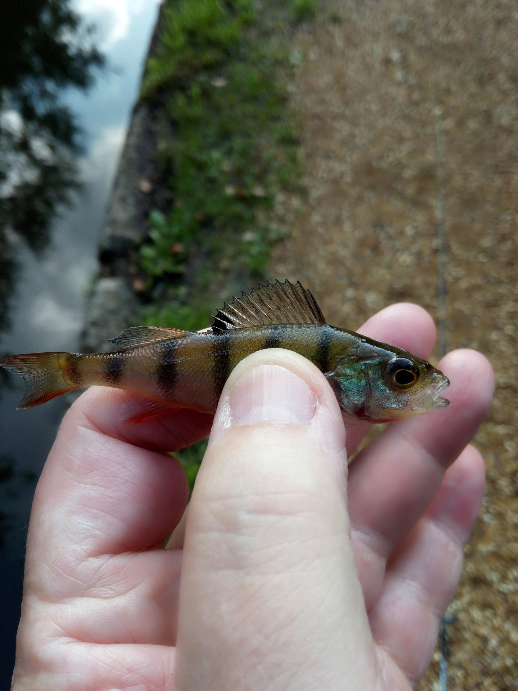 Budget Microfishing : 8 Steps (with Pictures) - Instructables