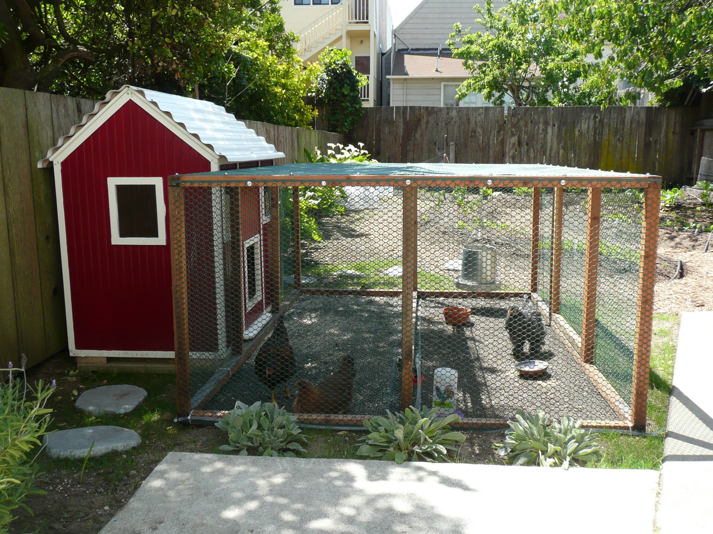 Backyard Chicken Farming Backyard Chickens: Expert Tips On How To