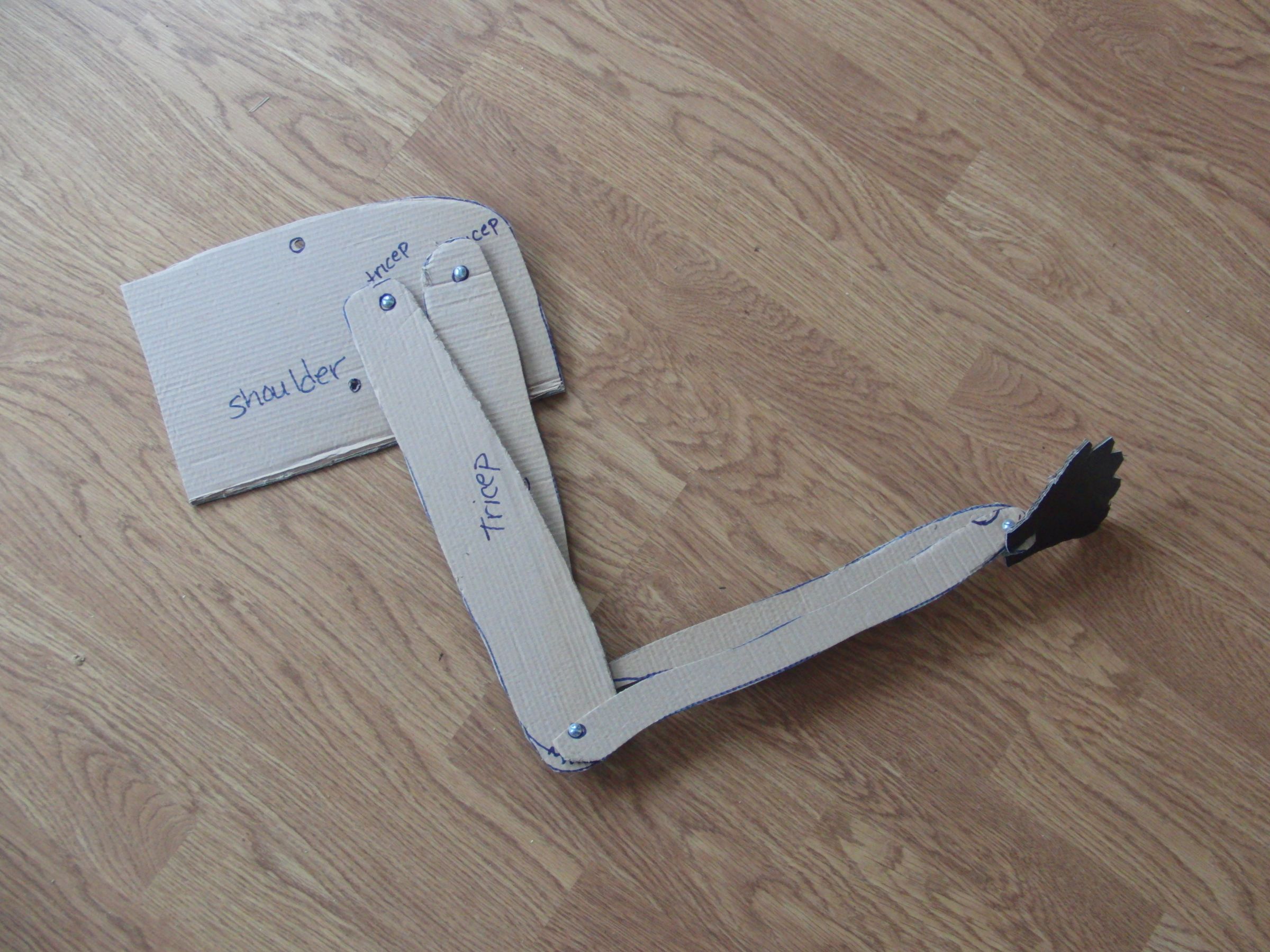 Human Arm Model : 13 Steps (with Pictures) - Instructables