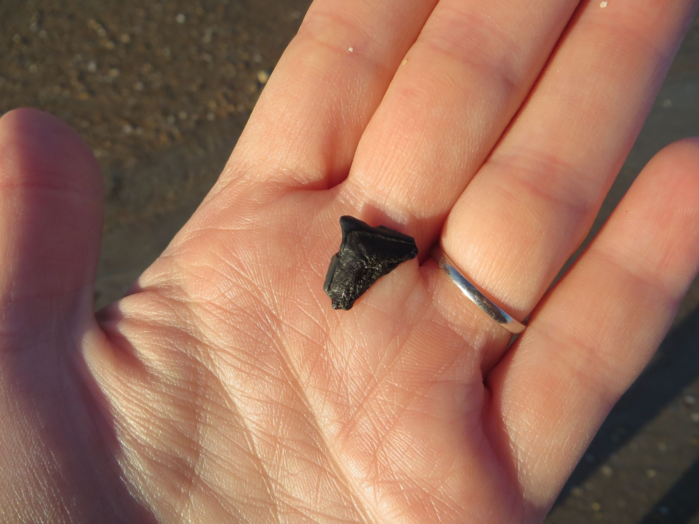How to Find Shark Teeth : 10 Steps (with Pictures) - Instructables