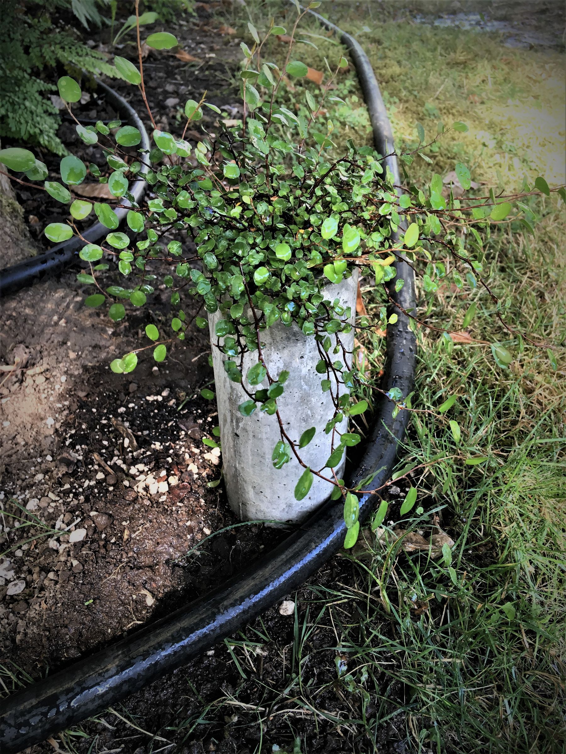 Hose Guide Planters : 7 Steps (with Pictures) - Instructables