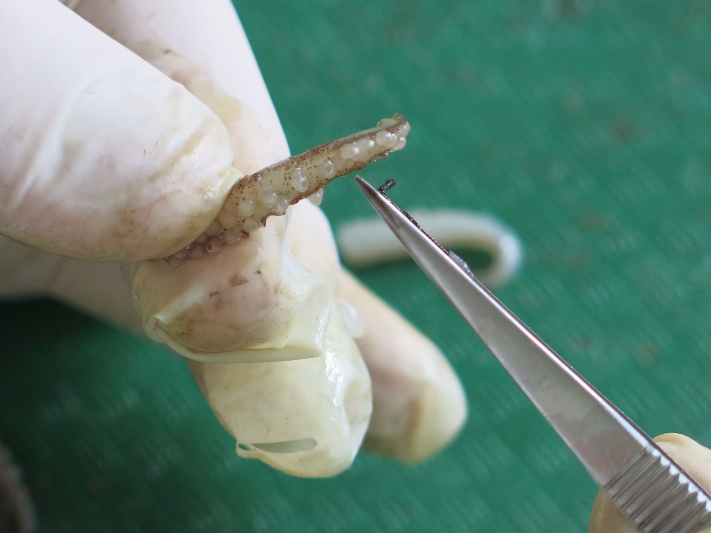 Squid Dissection : 11 Steps (with Pictures) - Instructables