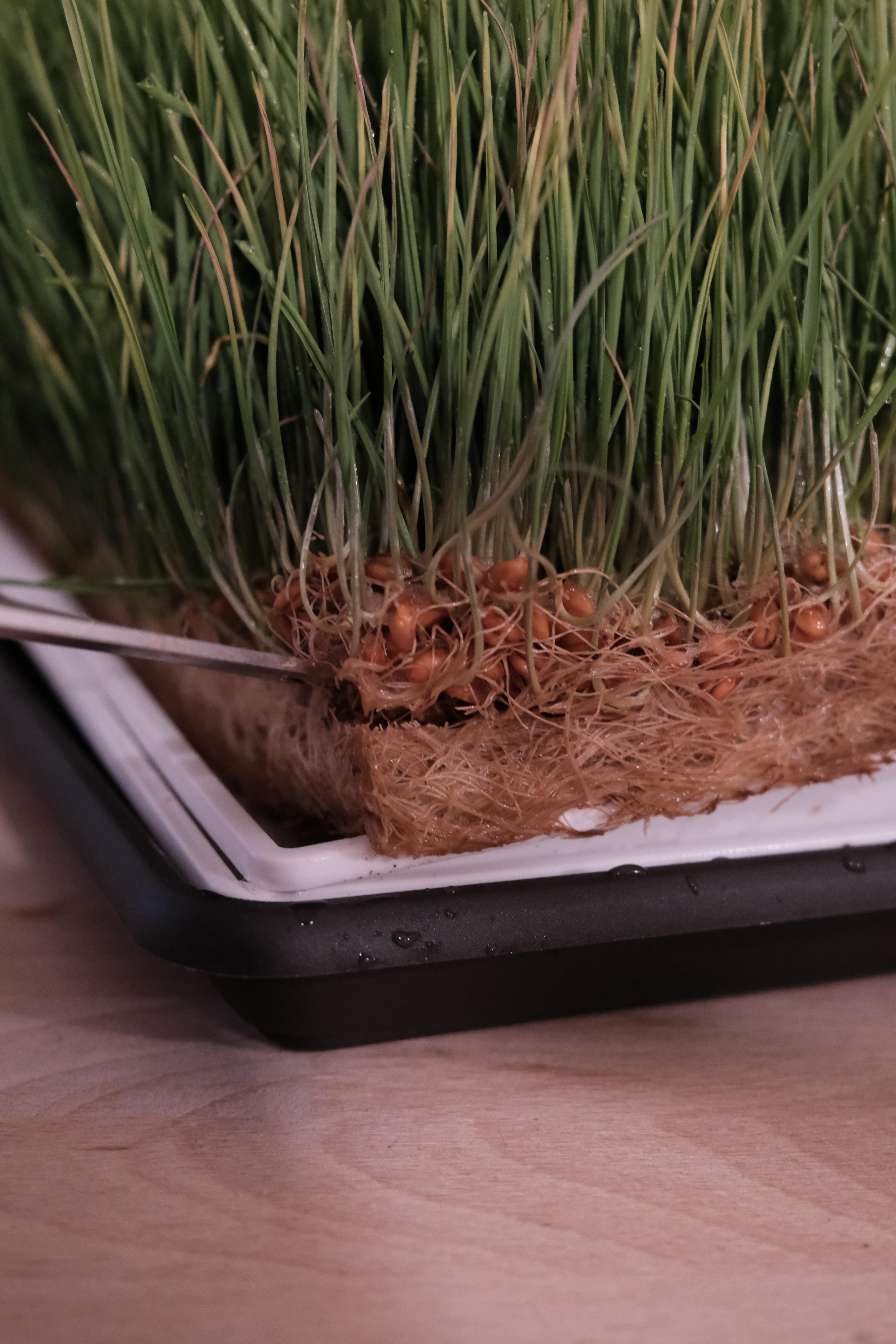 Make Wheatgrass Root Mats : 6 Steps (with Pictures) - Instructables